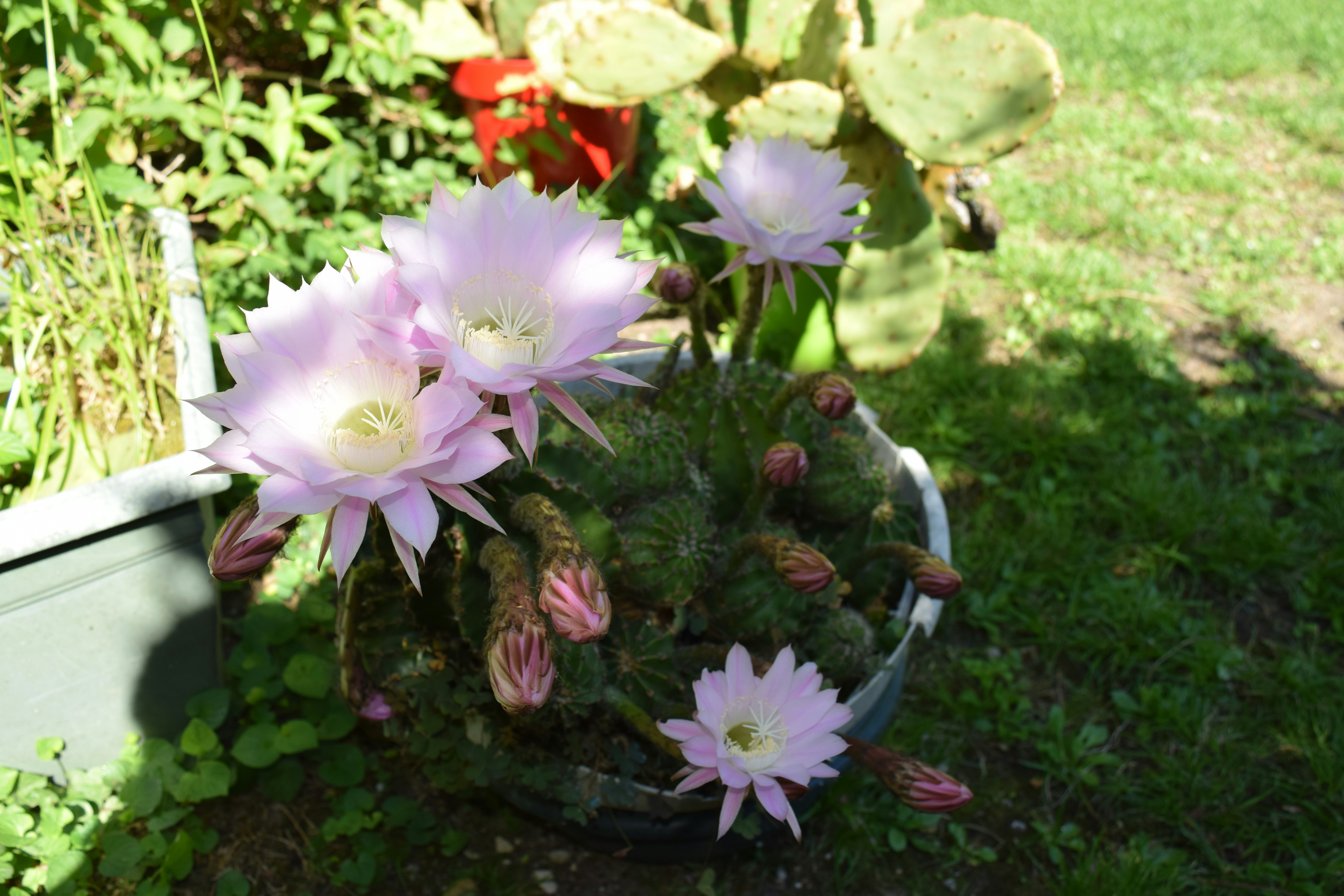 Blooming Cacti: Nature's Resilient Artistry