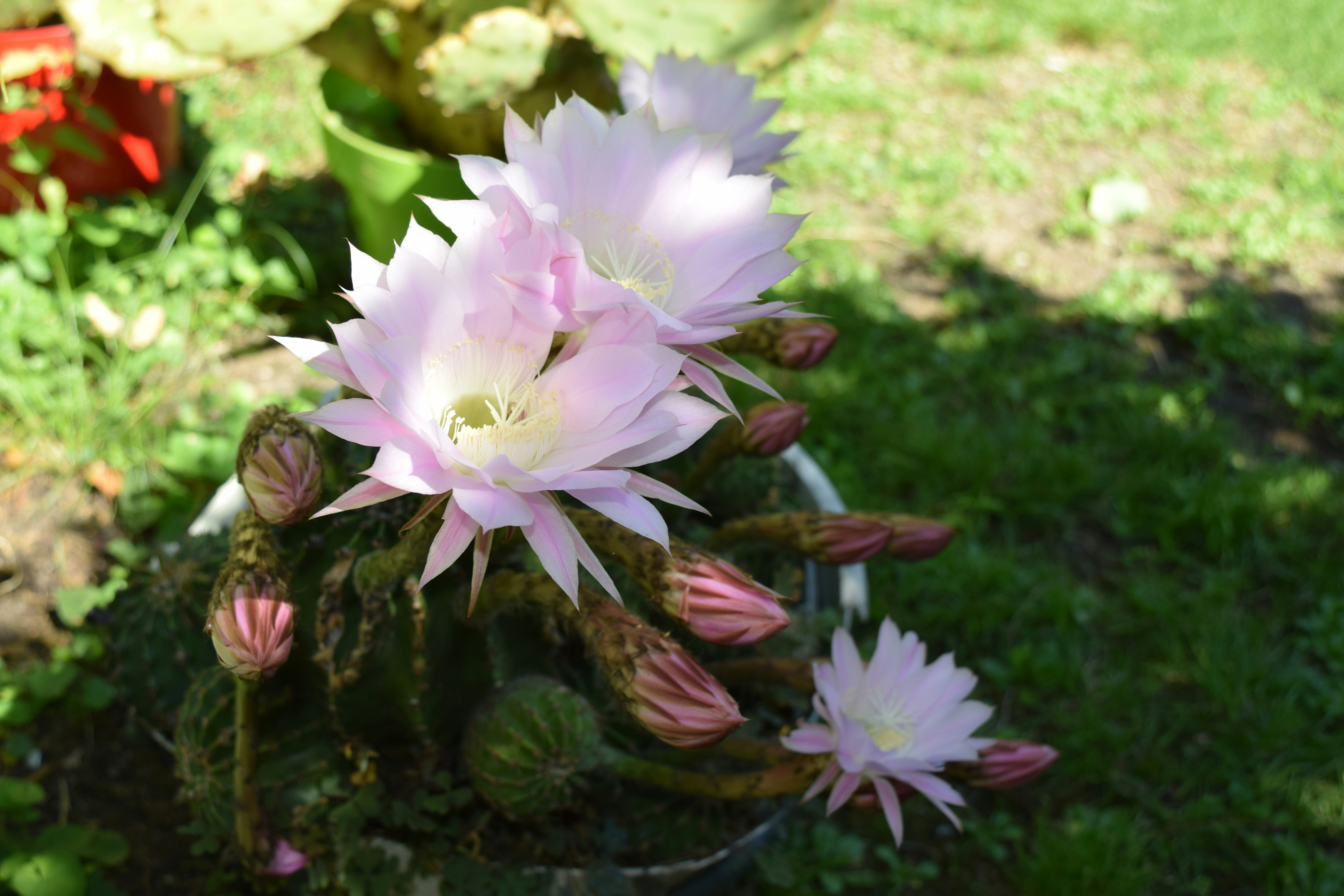 Pink Starbursts on a Barrel Cactus: Sunlit Bloom in a Garden
