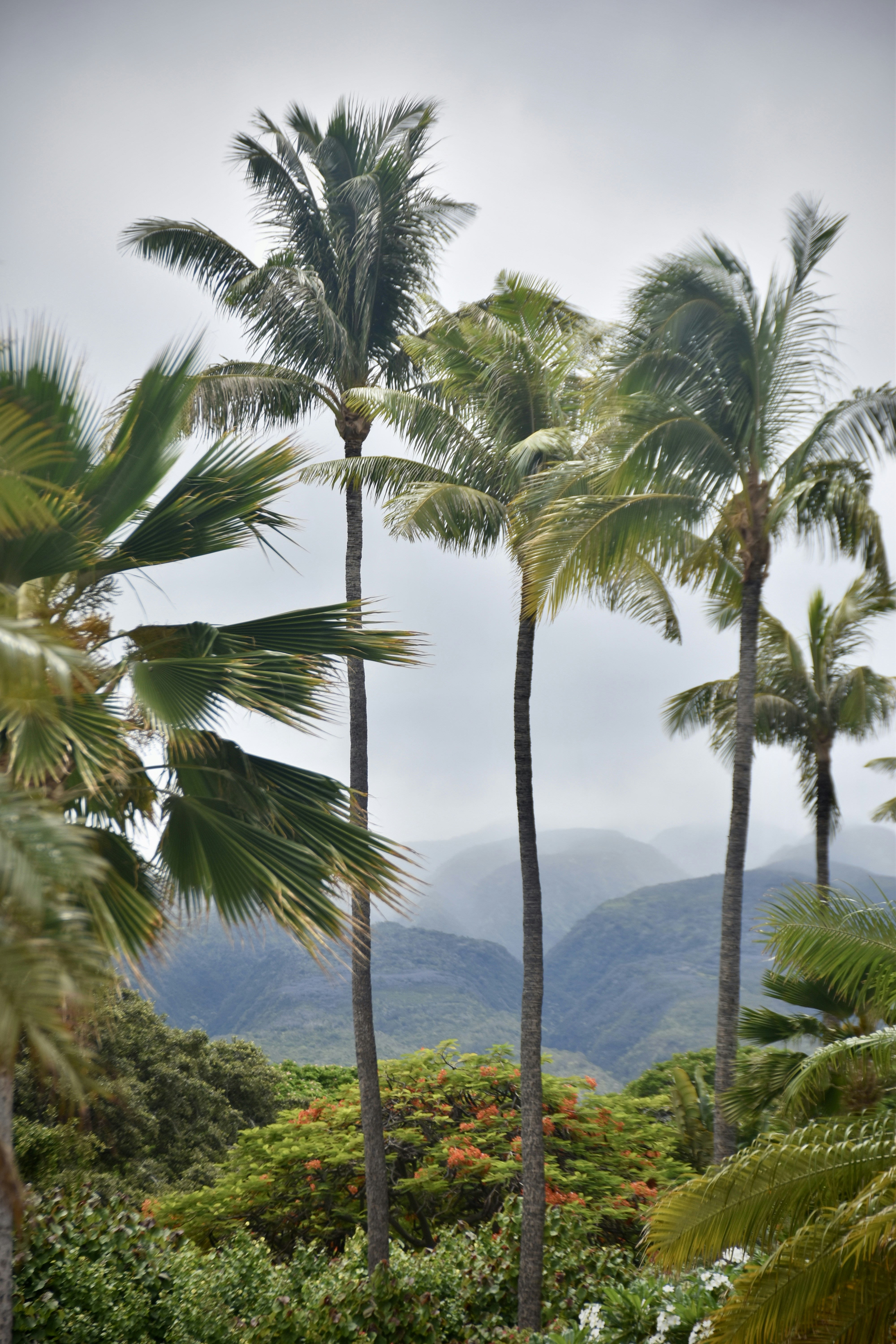 Whispers of the Tropics: A Dance of Palms