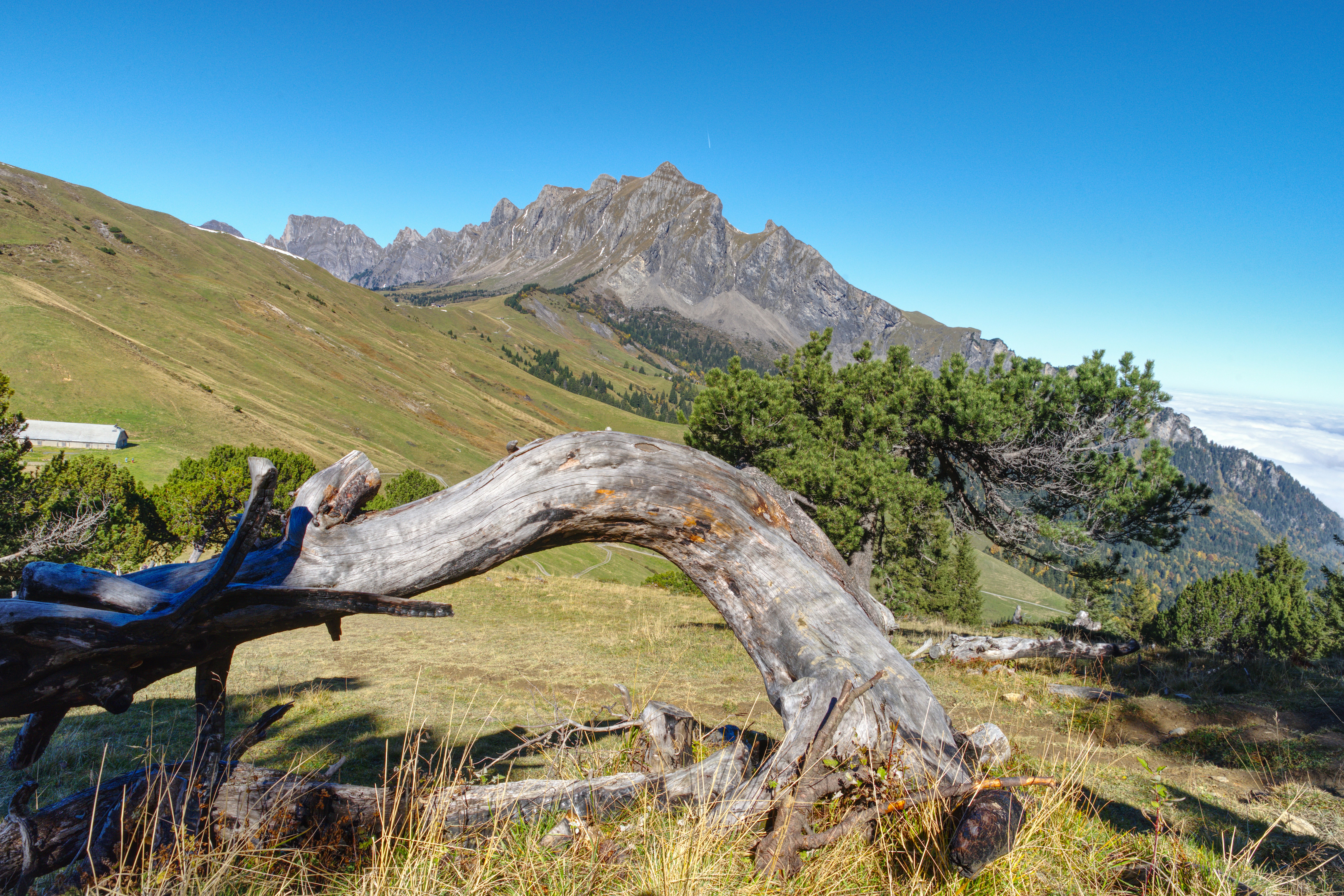 Weathered tree trunk arches over a lush alpine landscape, framing a dramatic mountain range under a clear blue sky.