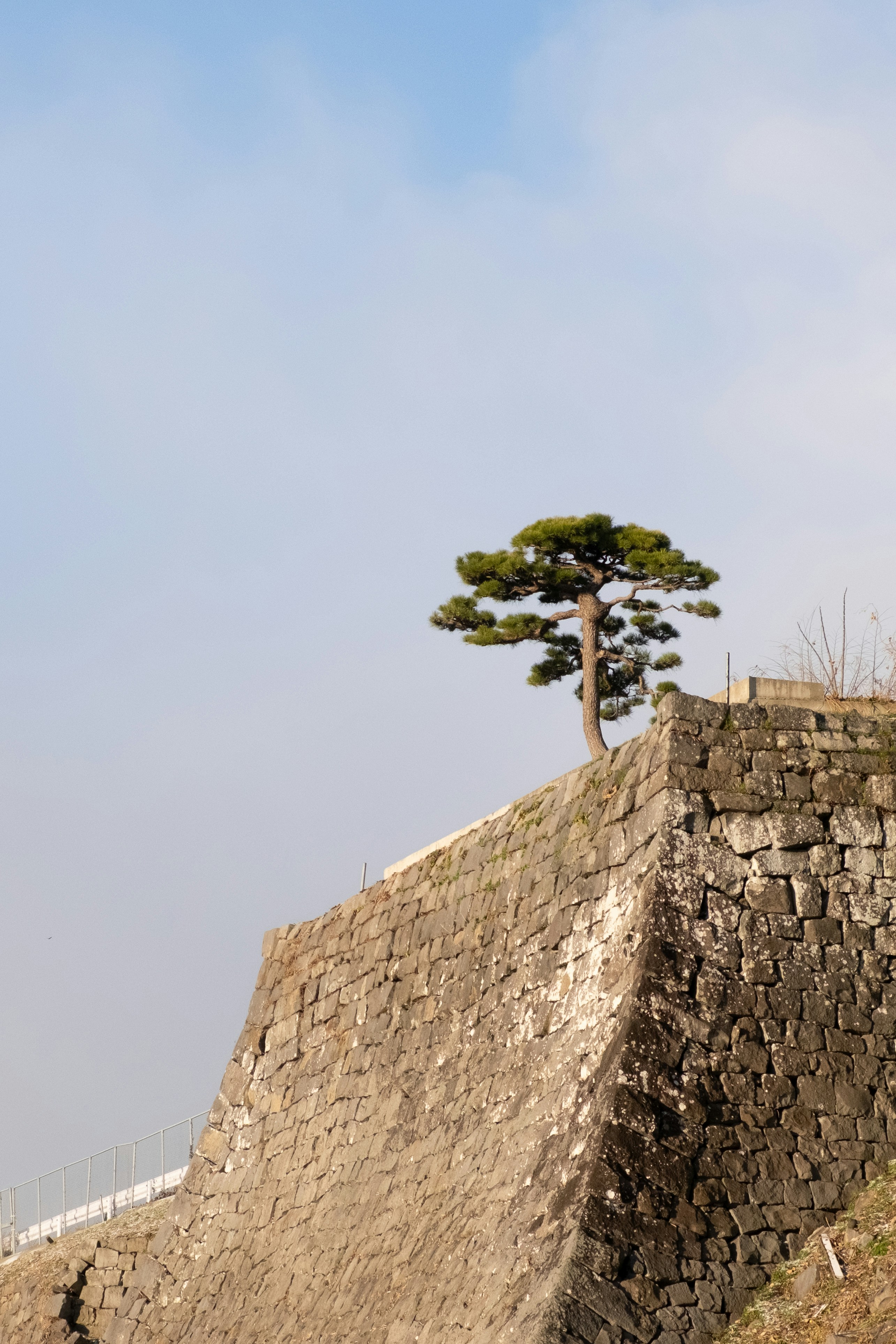 Pine tree on ancient stone wall under blue sky