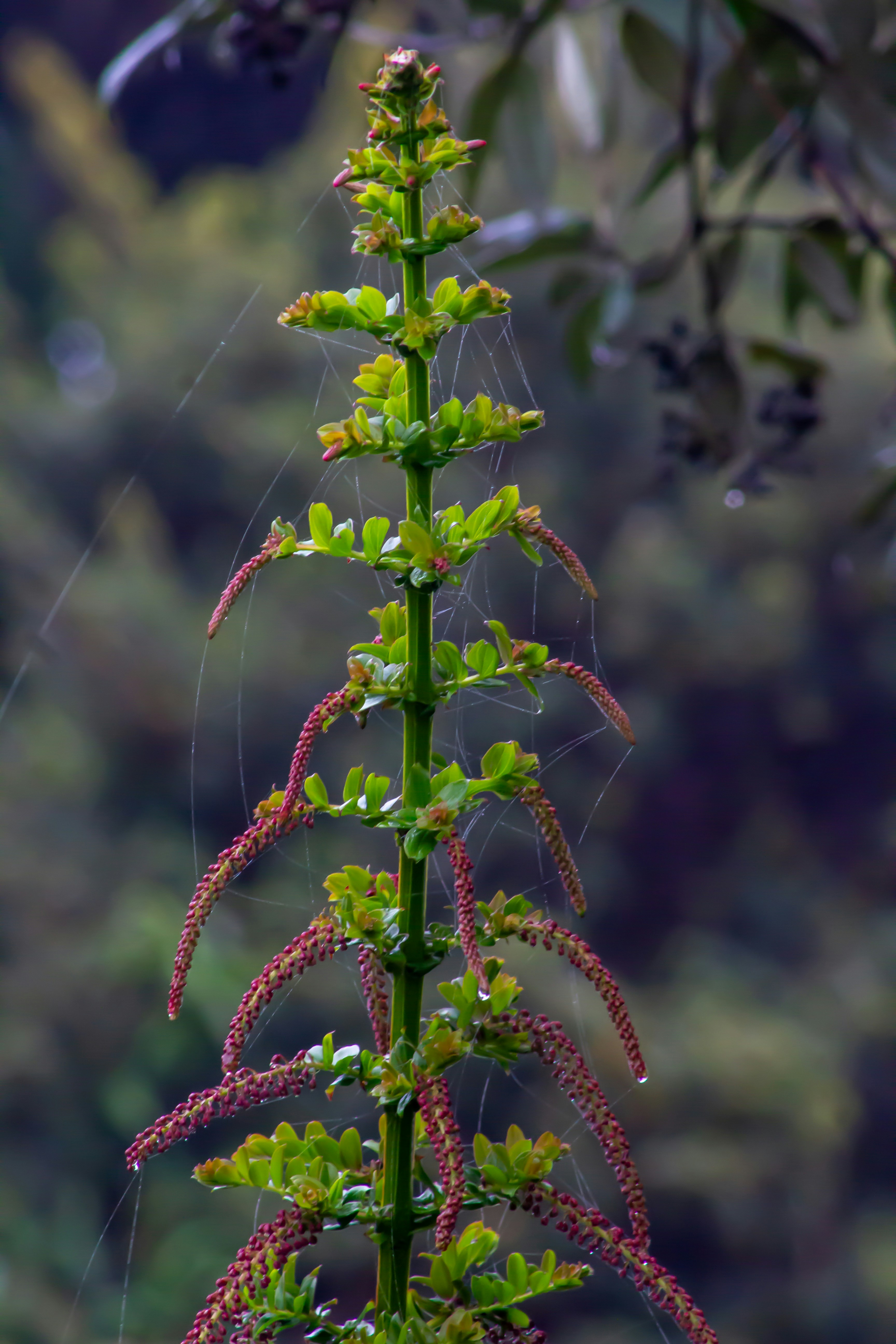 Nature's Intricate Architecture