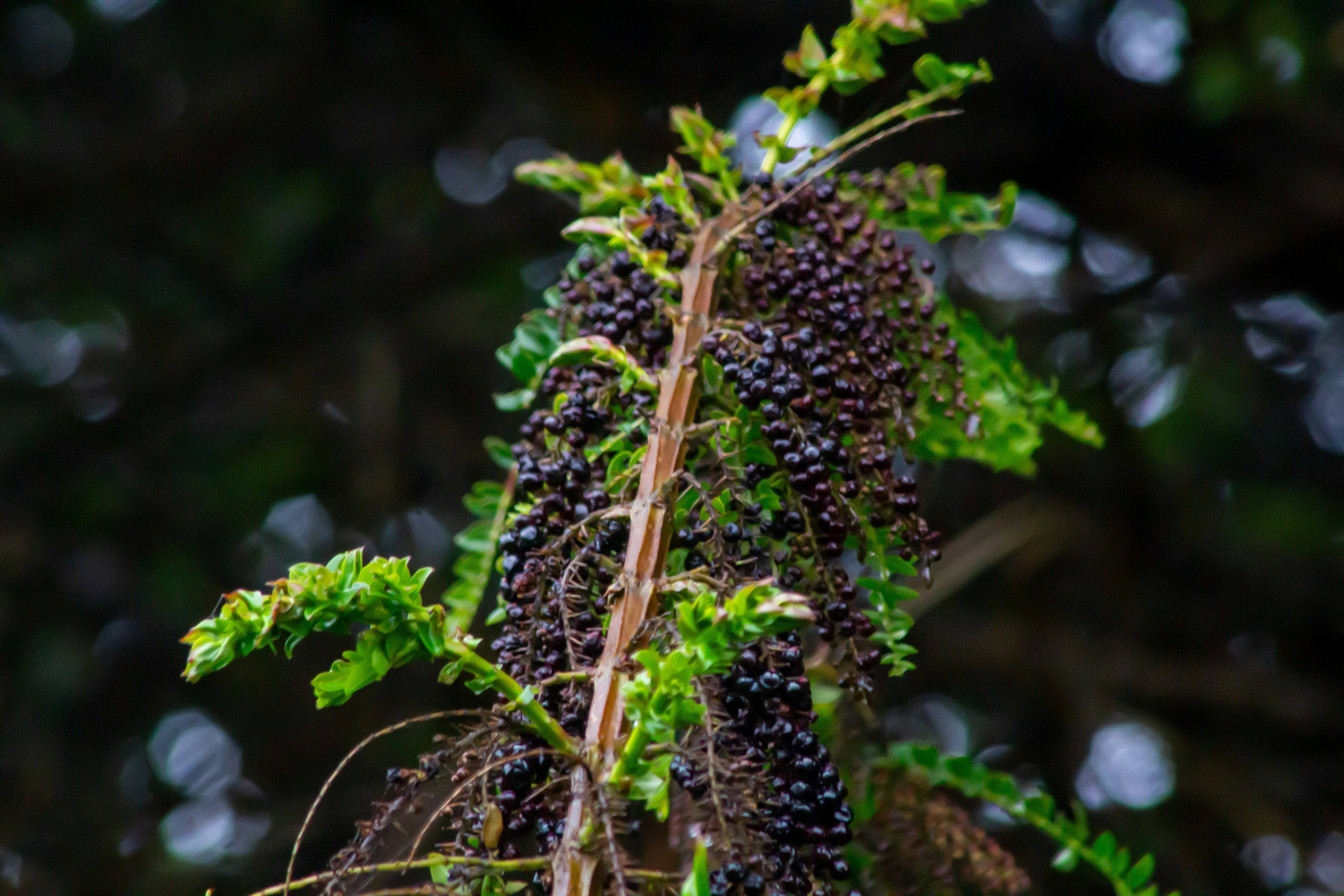 Nature's Hidden Harvest: A Cascade of Berries