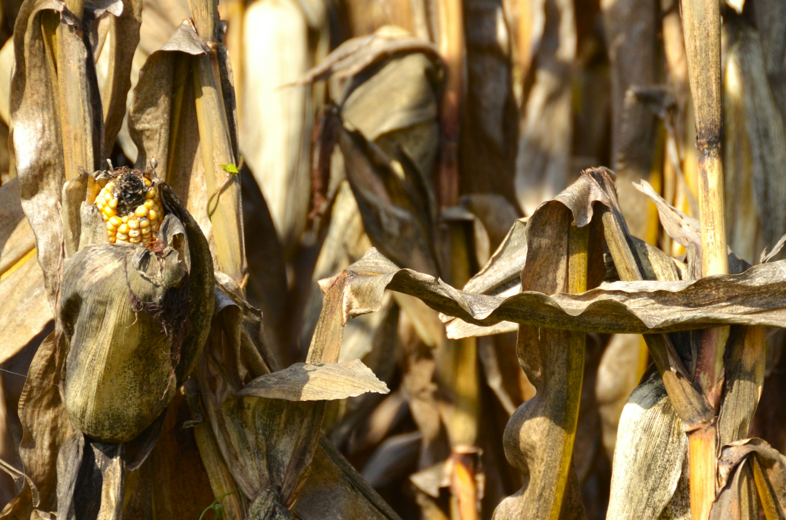 Harvest's Quiet Remnants