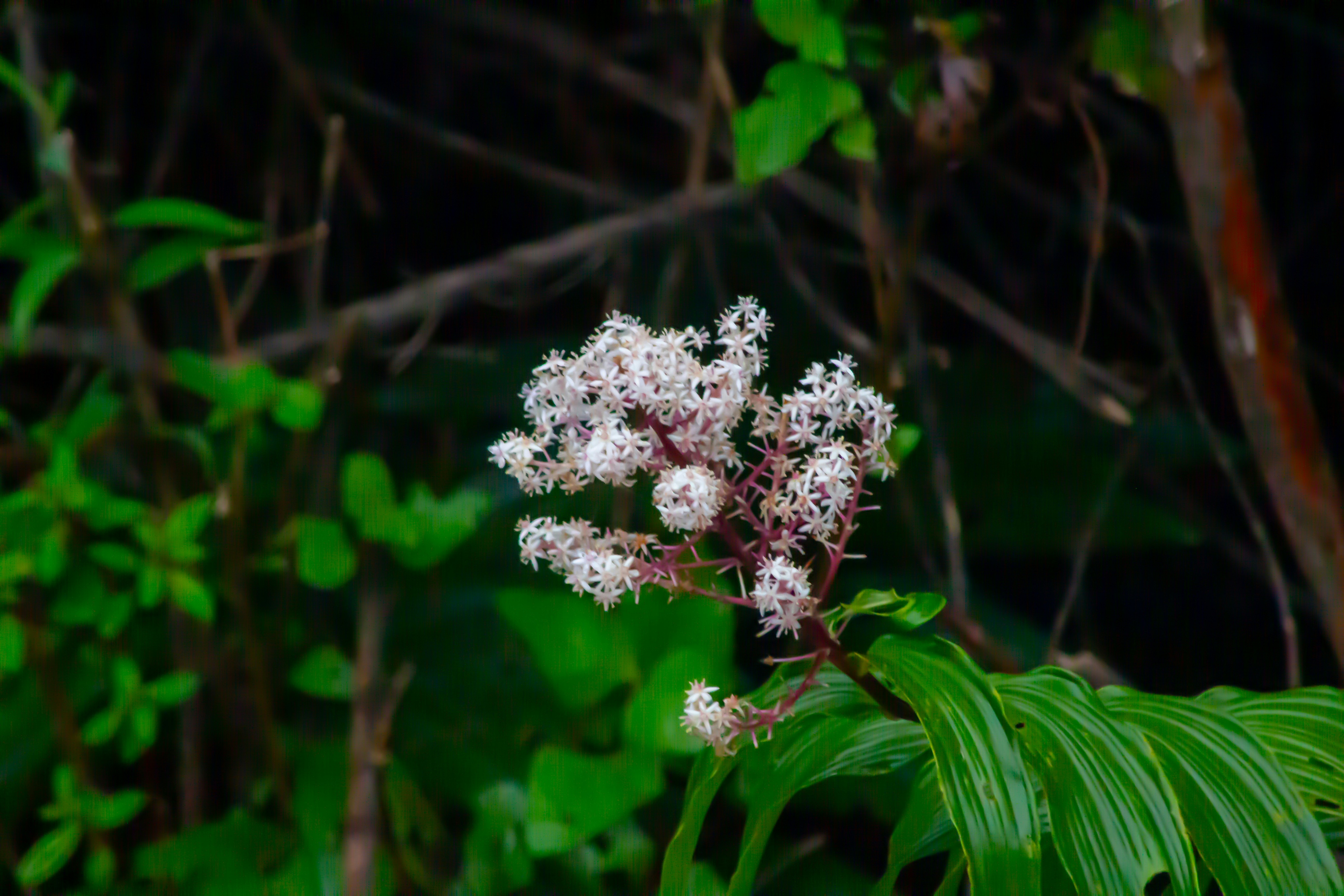 Whispers of Nature: Floral Elegance Amidst the Wilderness