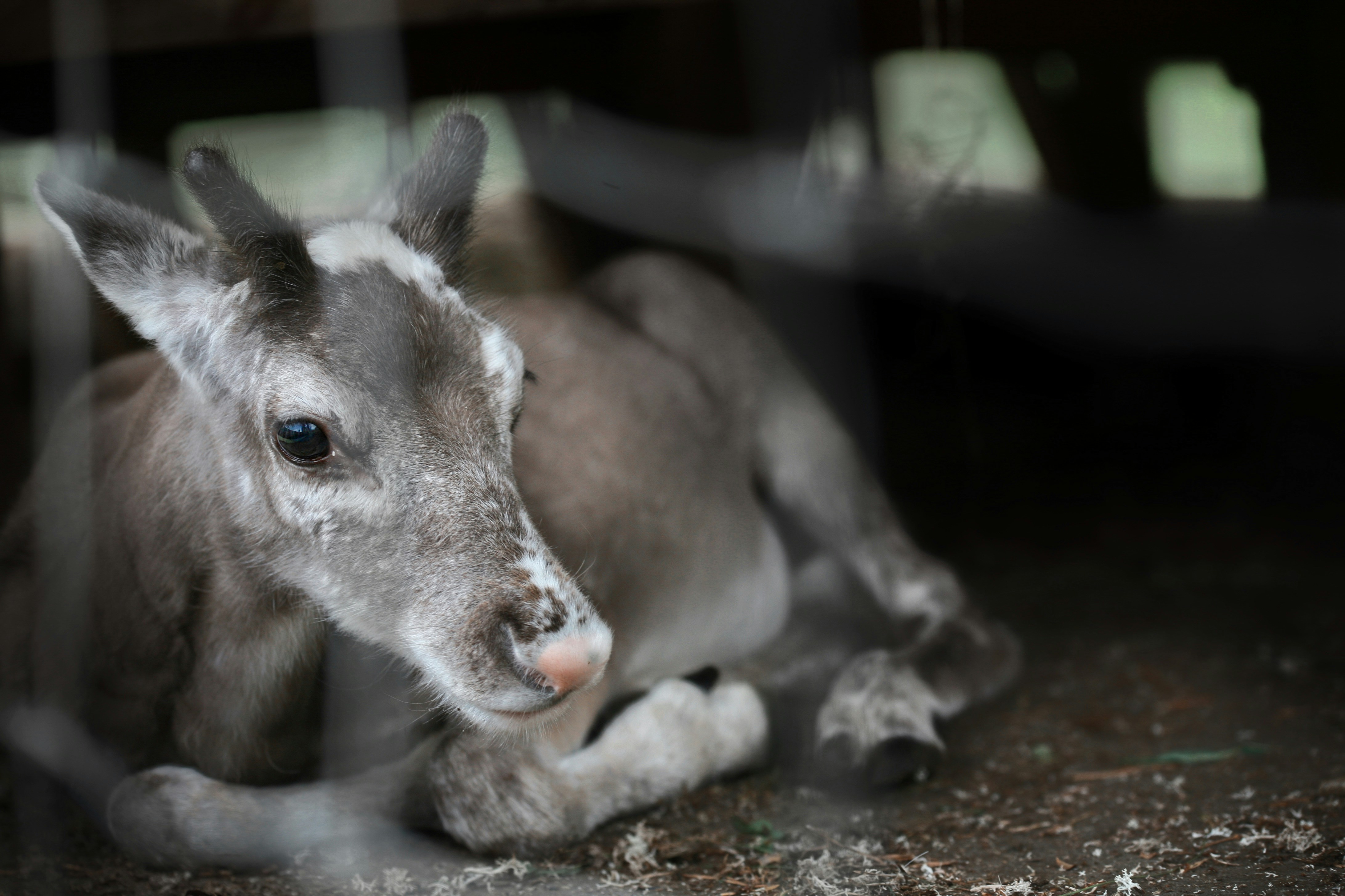 Reindeer calf laying down on a dark spot | A young reindeer lies on the ground.