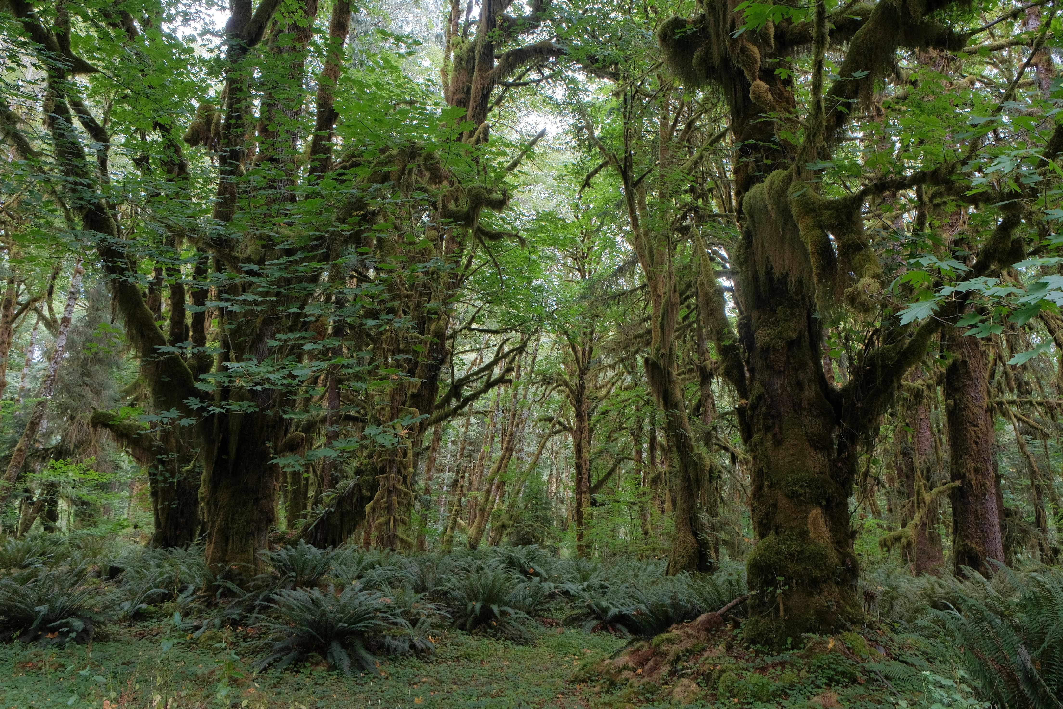 Lush green forest with moss-covered trees and ferns