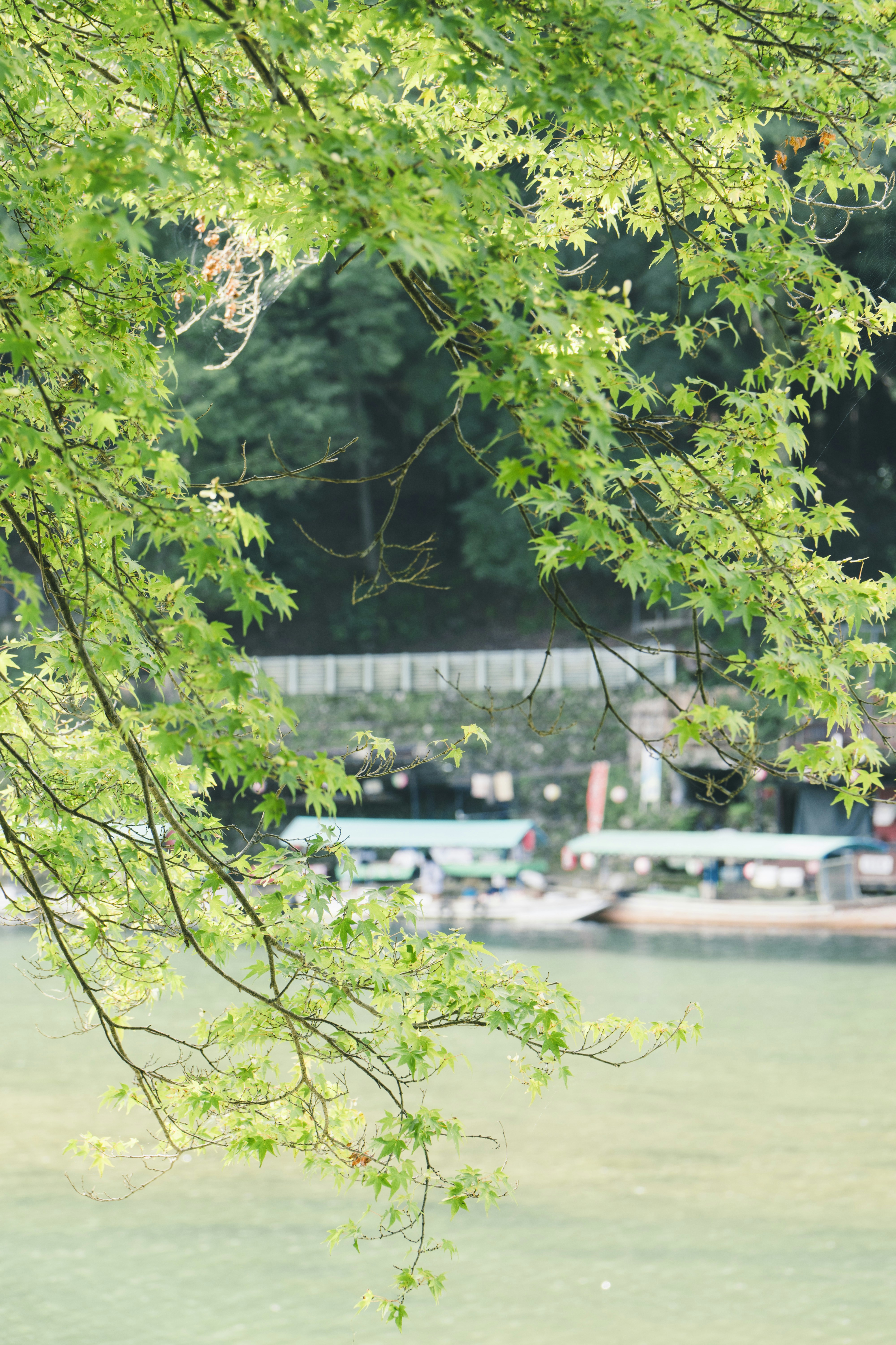 Emerald Framing: Maple Canopy Over a Tranquil Harbor