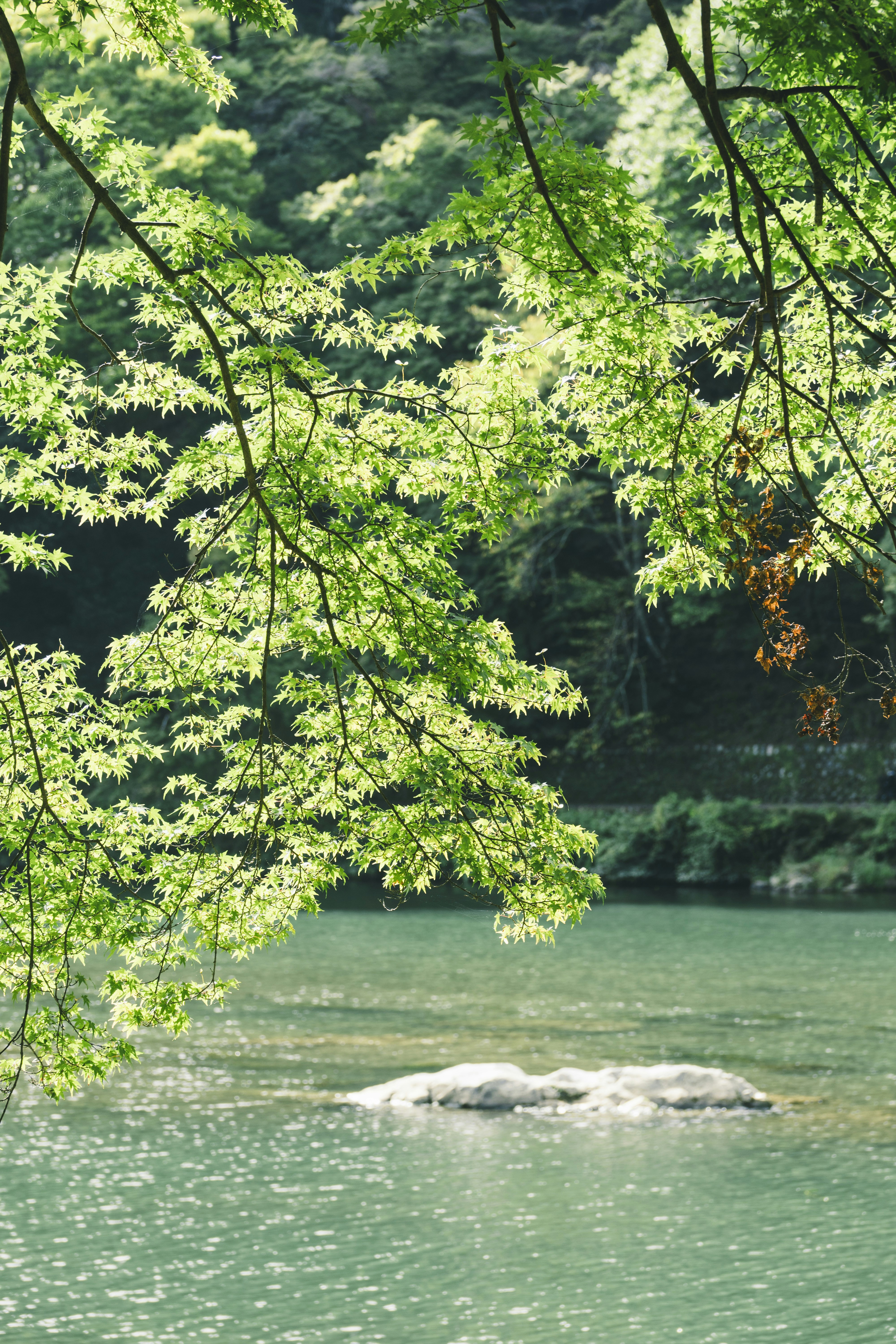 Lush green leaves frame a tranquil river scene, with a solitary rock emerging from the water's surface. The interplay of light and foliage creates a peaceful atmosphere.