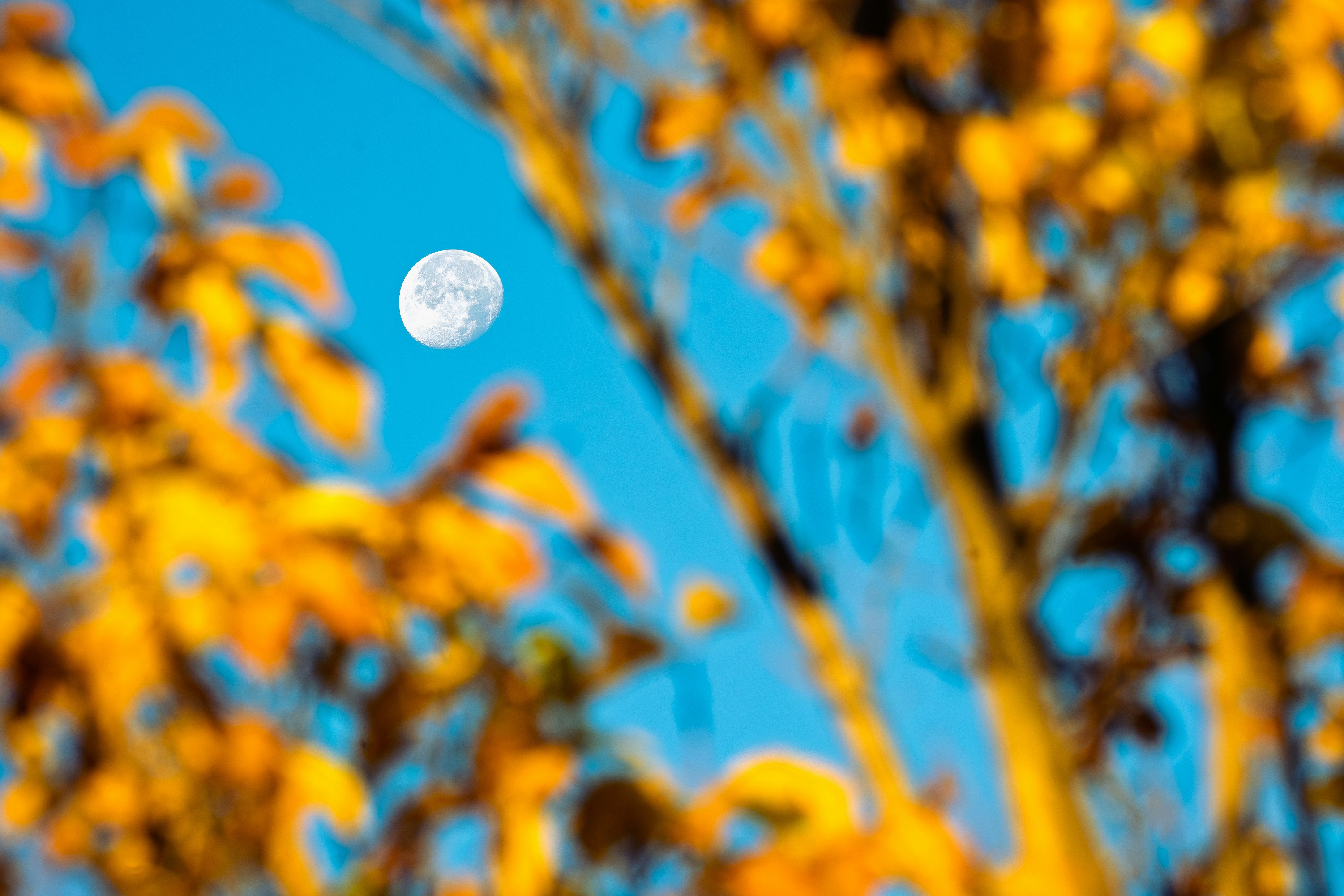 Autumn's Celestial Companion