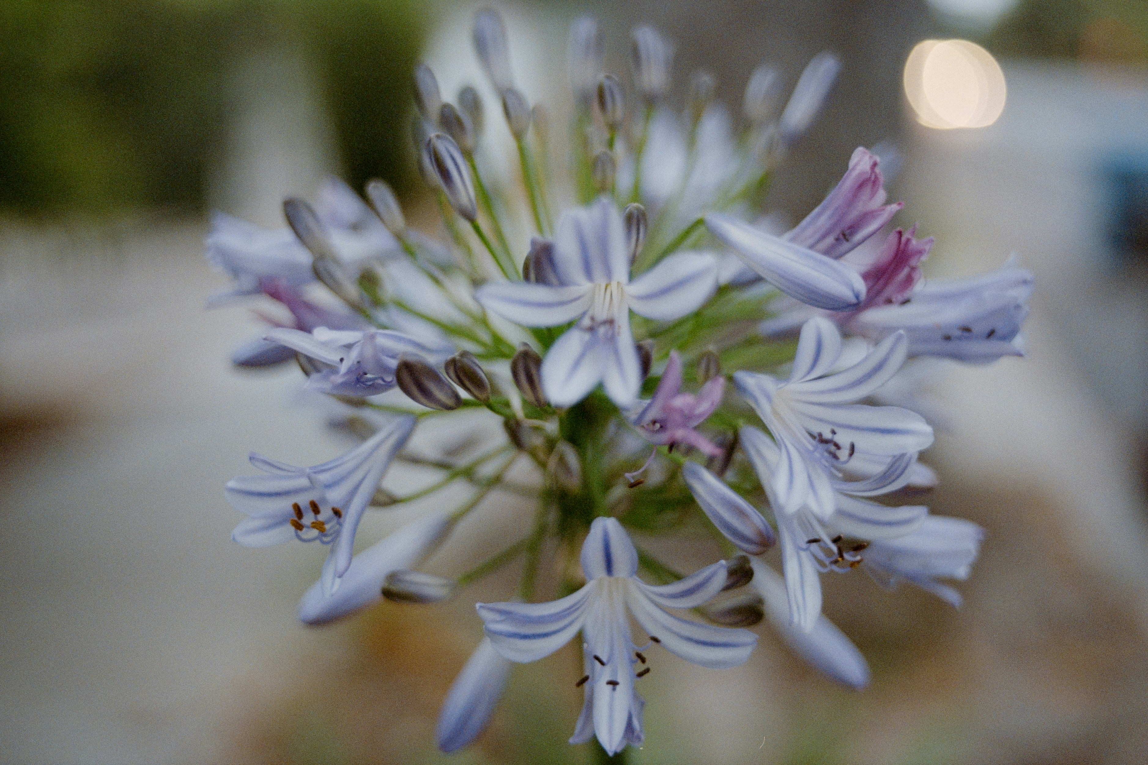 Delicate cluster of purple and white flowers with intricate patterns, softly blurred in the foreground against a muted background. 