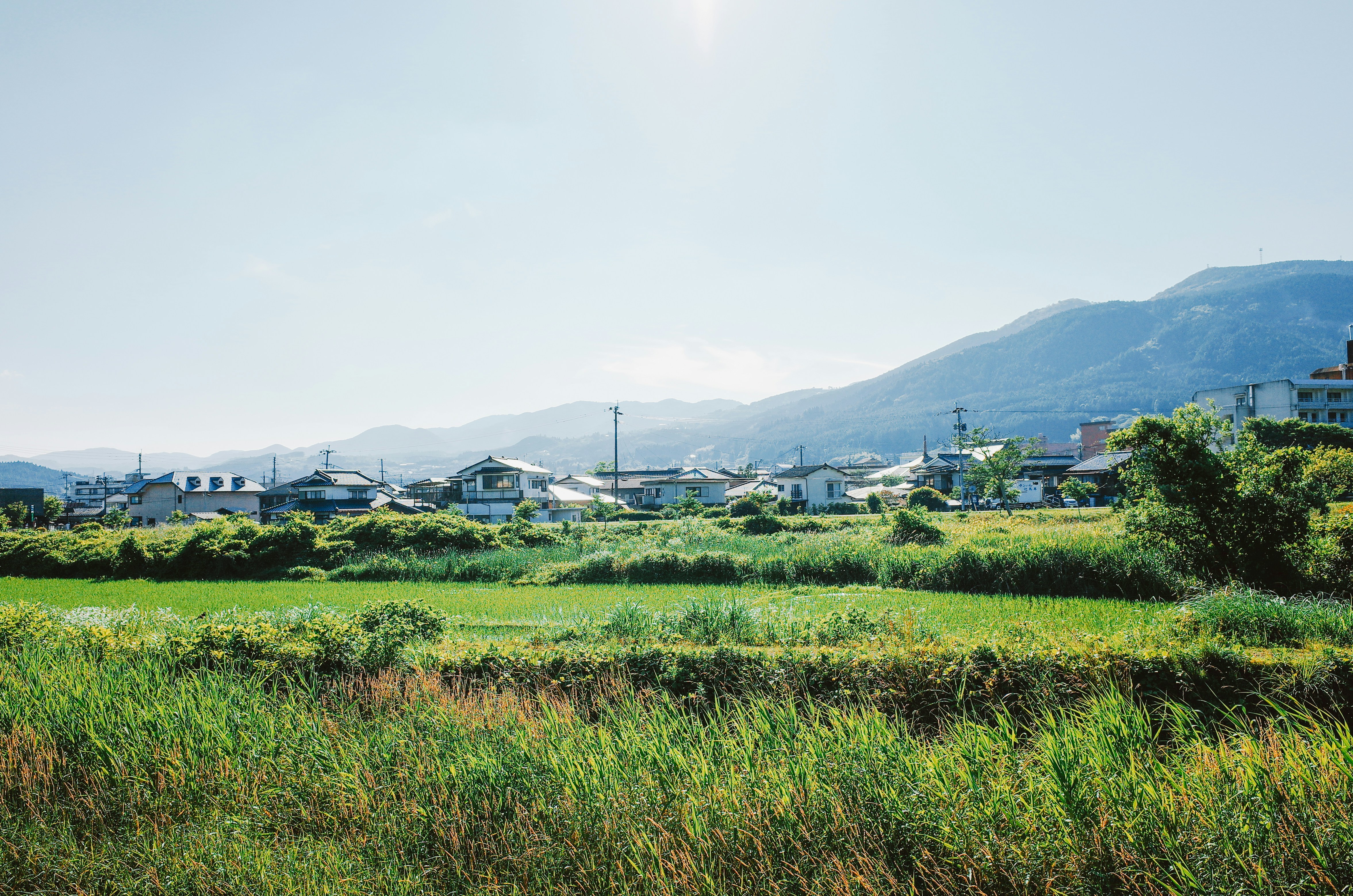 Harmony of Nature and Urban Life