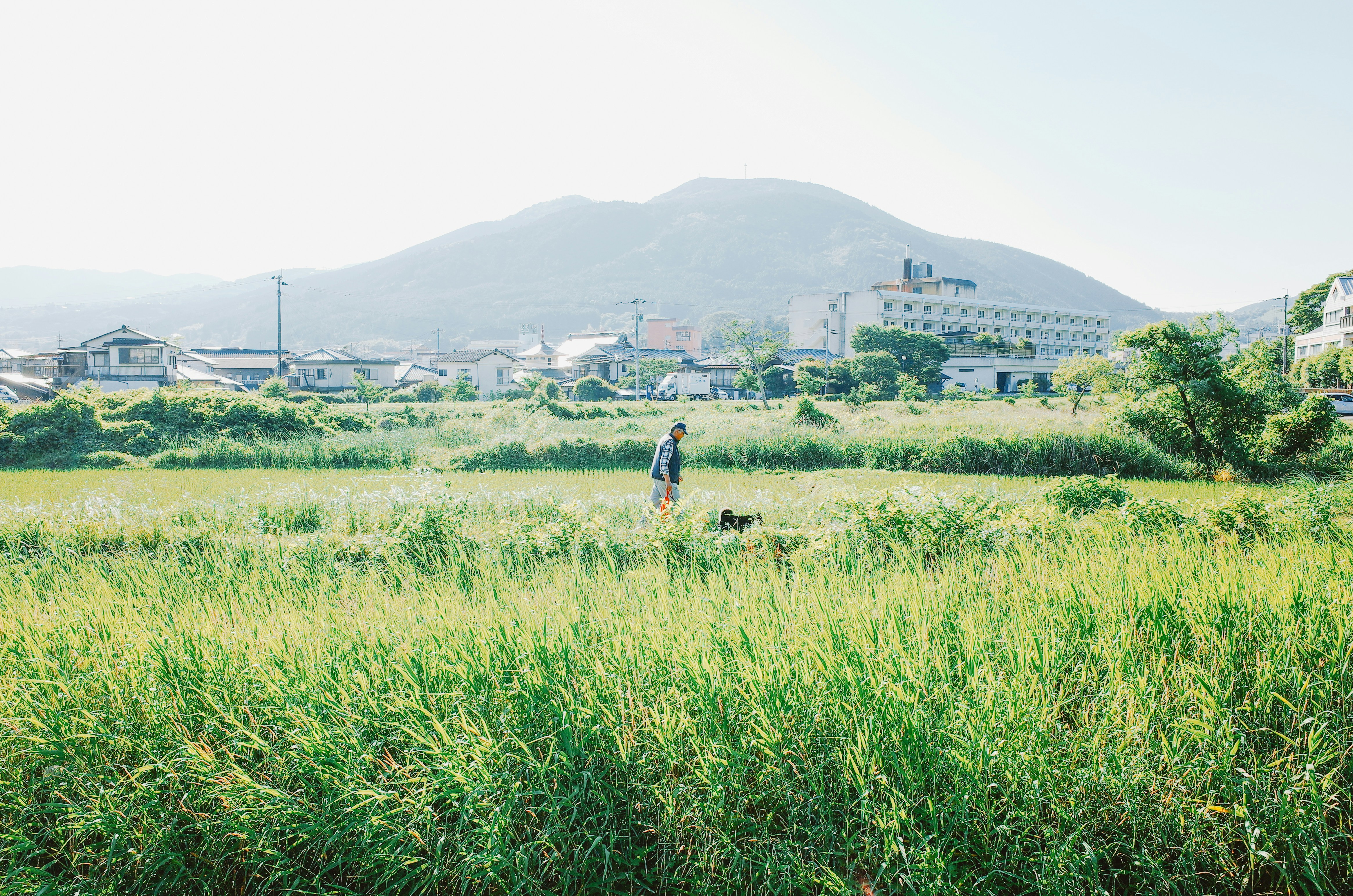 Field Stroll: A Lone Figure and Dog Against a Mountain Town Backdrop