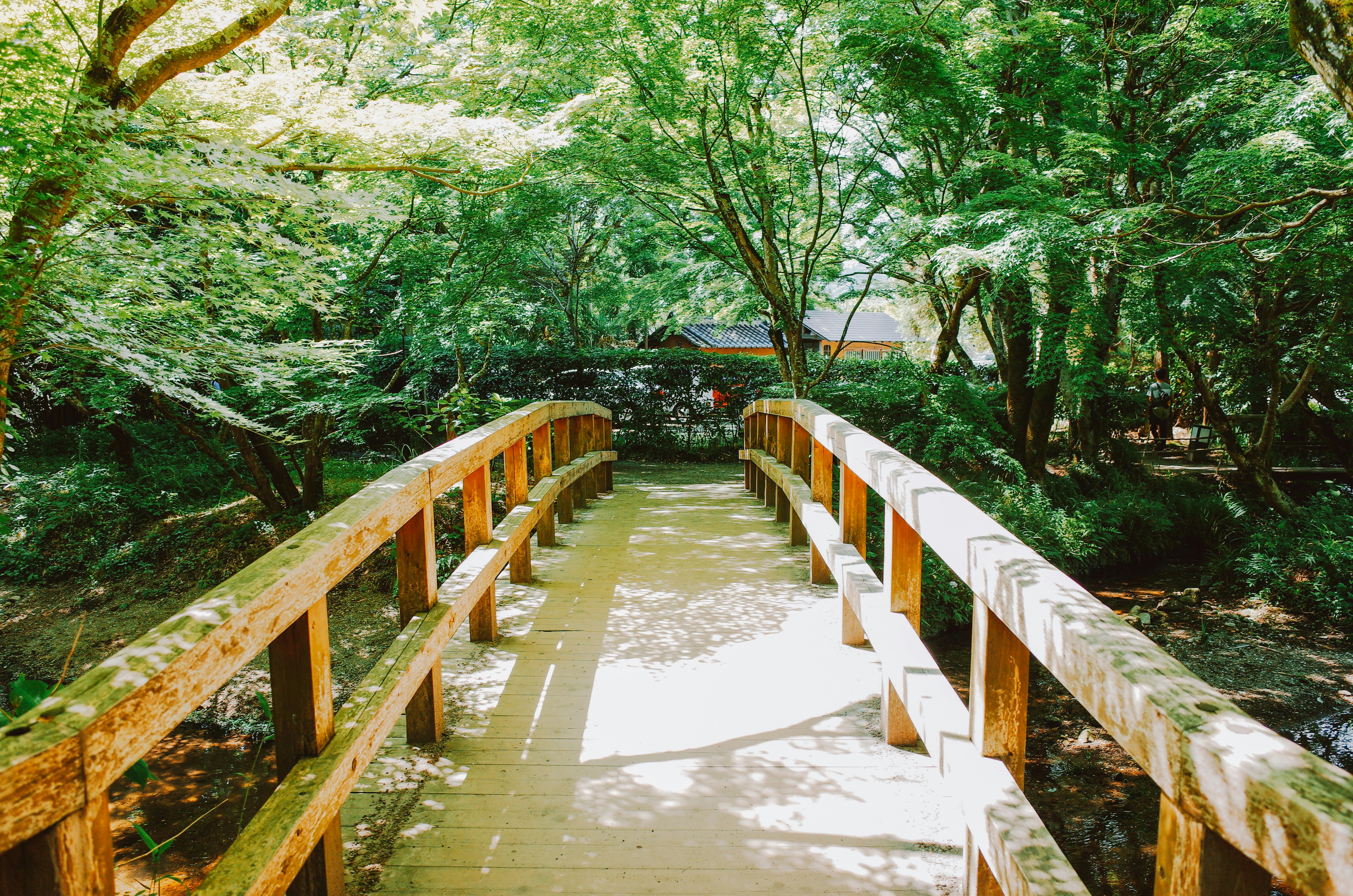 Wooden bridge leading through a lush green forest.