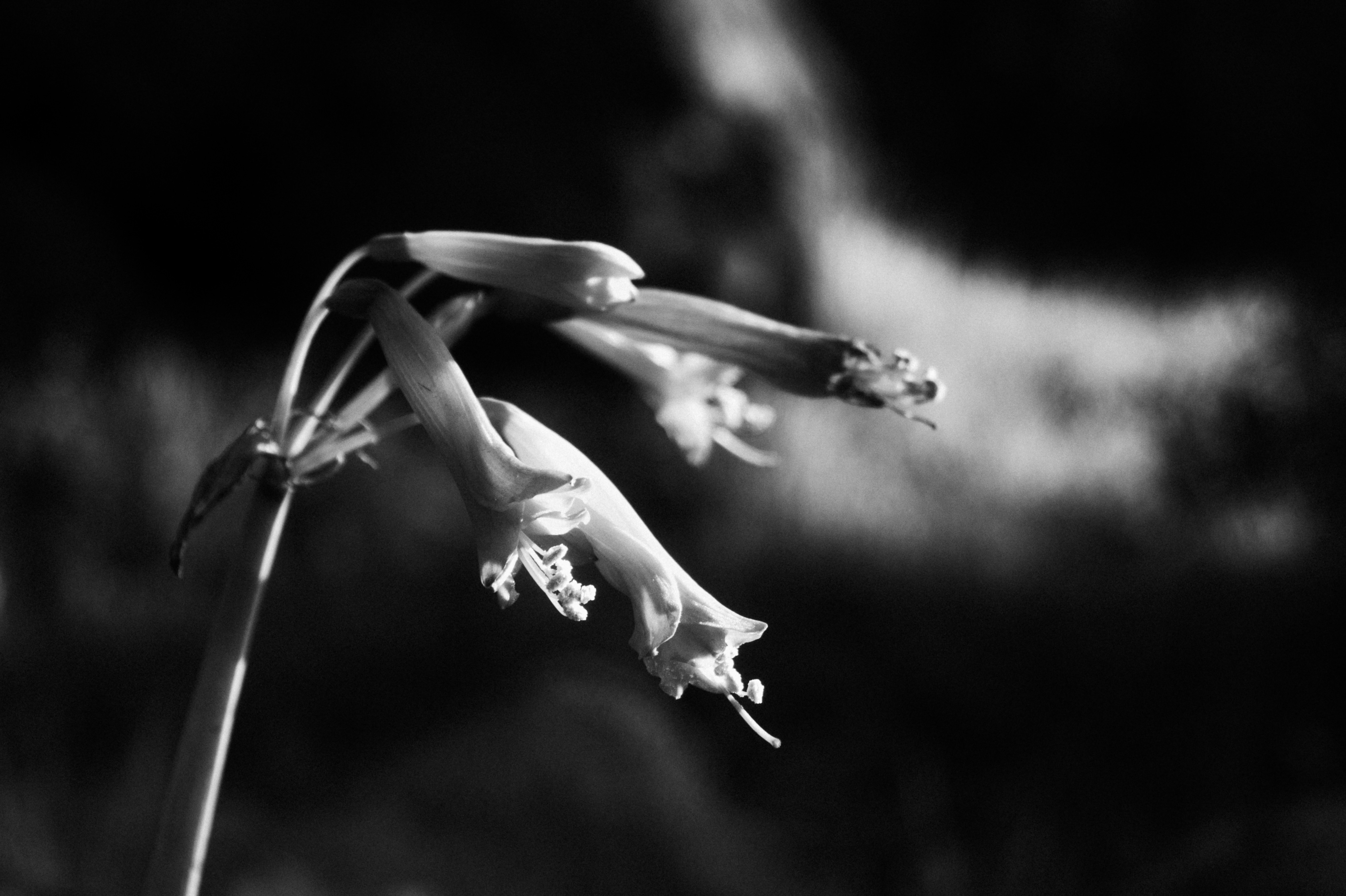 Delicate bell-shaped flowers on a dark background