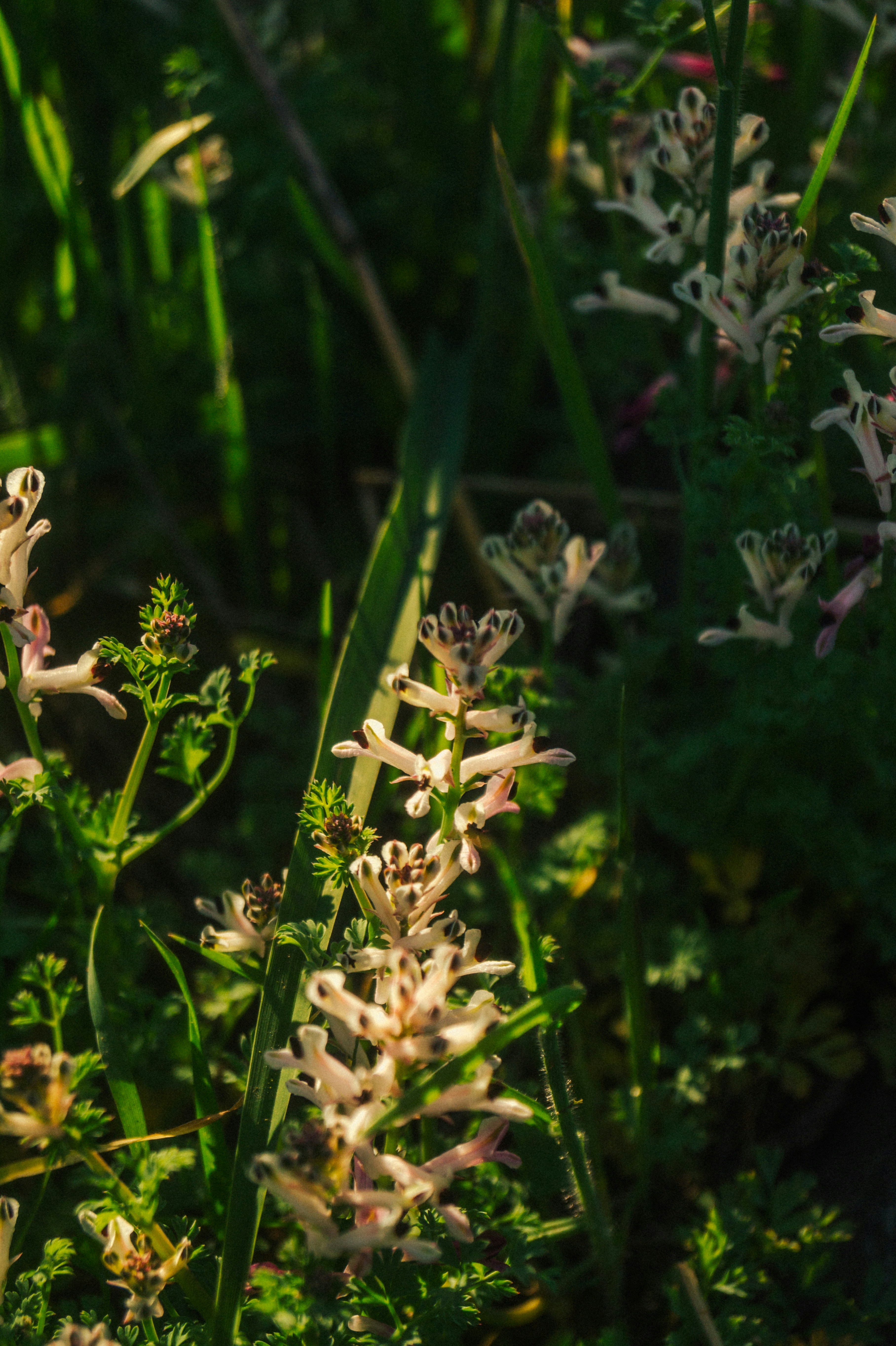 Delicate pink and white flowers emerge amidst lush green grass, illuminated by soft sunlight. The intricate details of the flora create a serene natural composition.