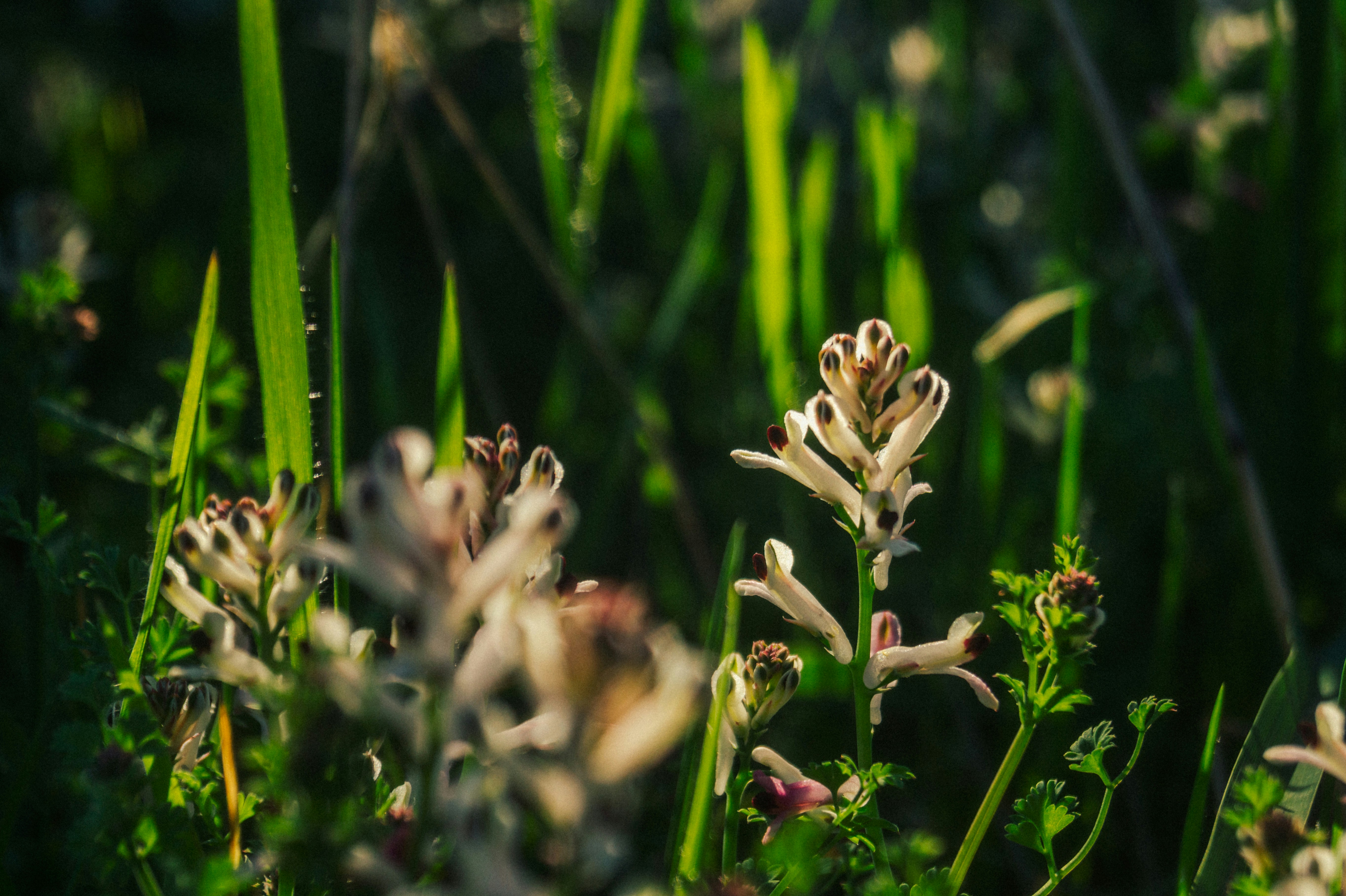 Delicate white wildflowers bloom amongst green grass.