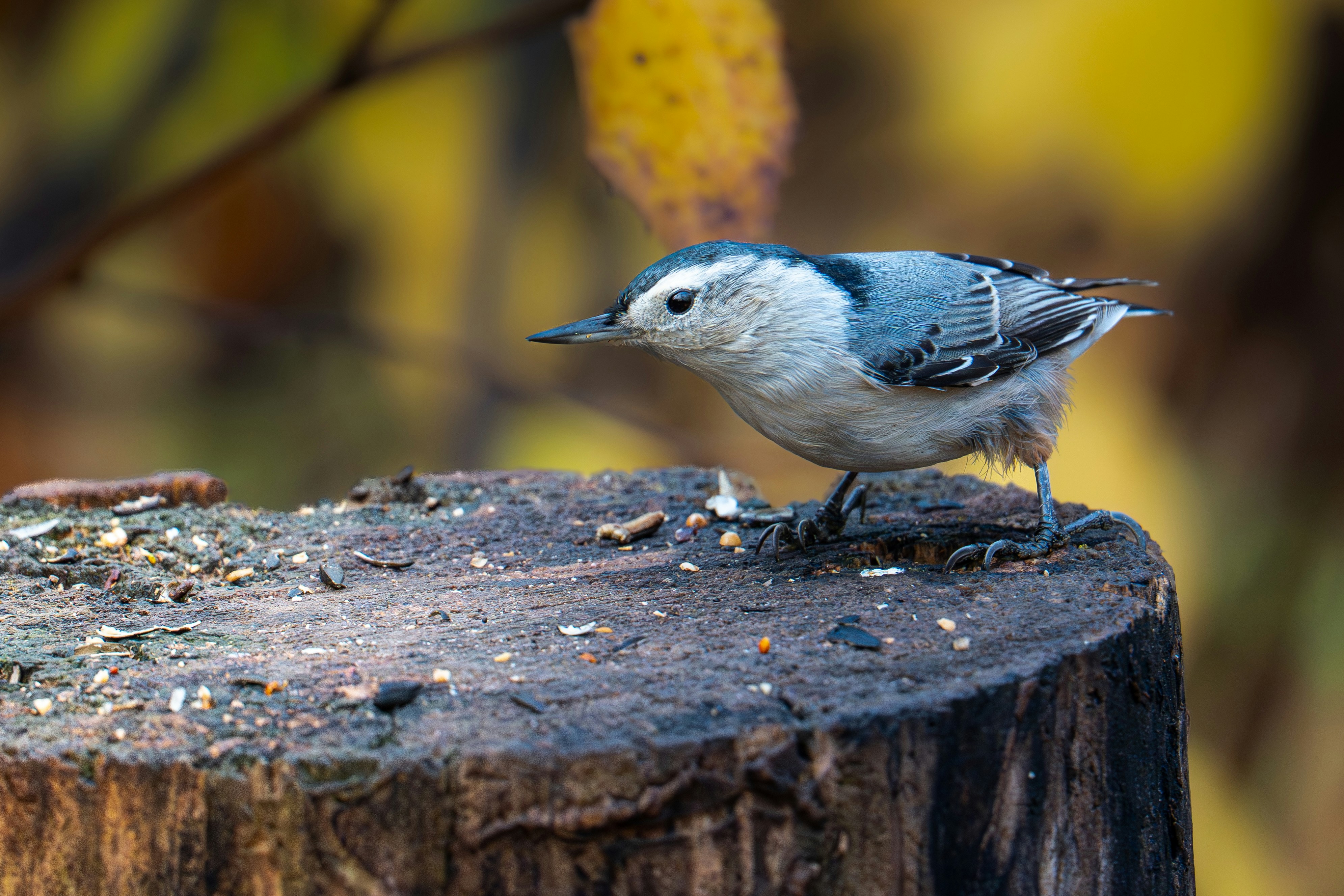 White-breasted Nuthatch on a tree stump | A white-breasted nuthatch perched on a tree stump.
