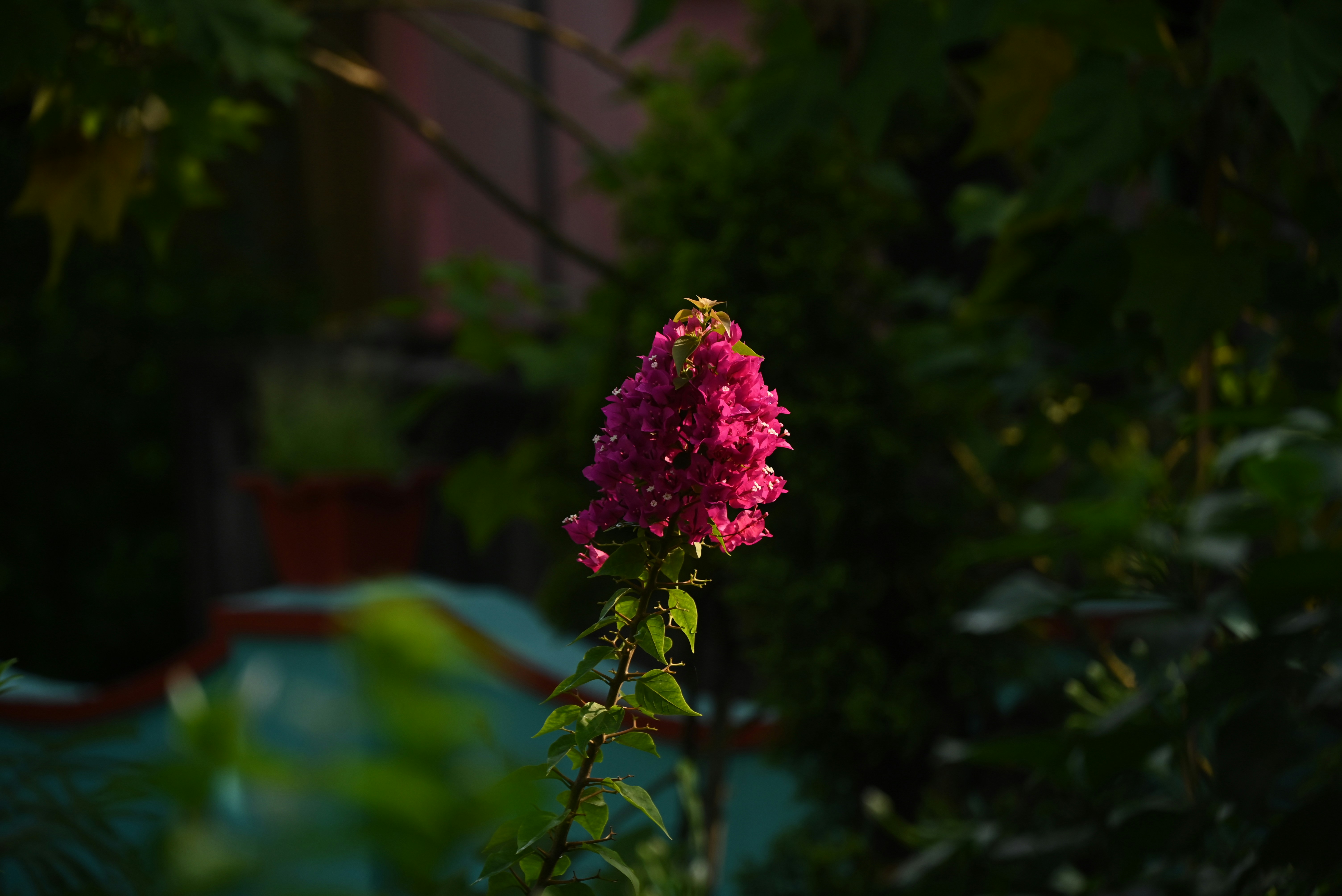 Whispers of Color in a Lush Oasis