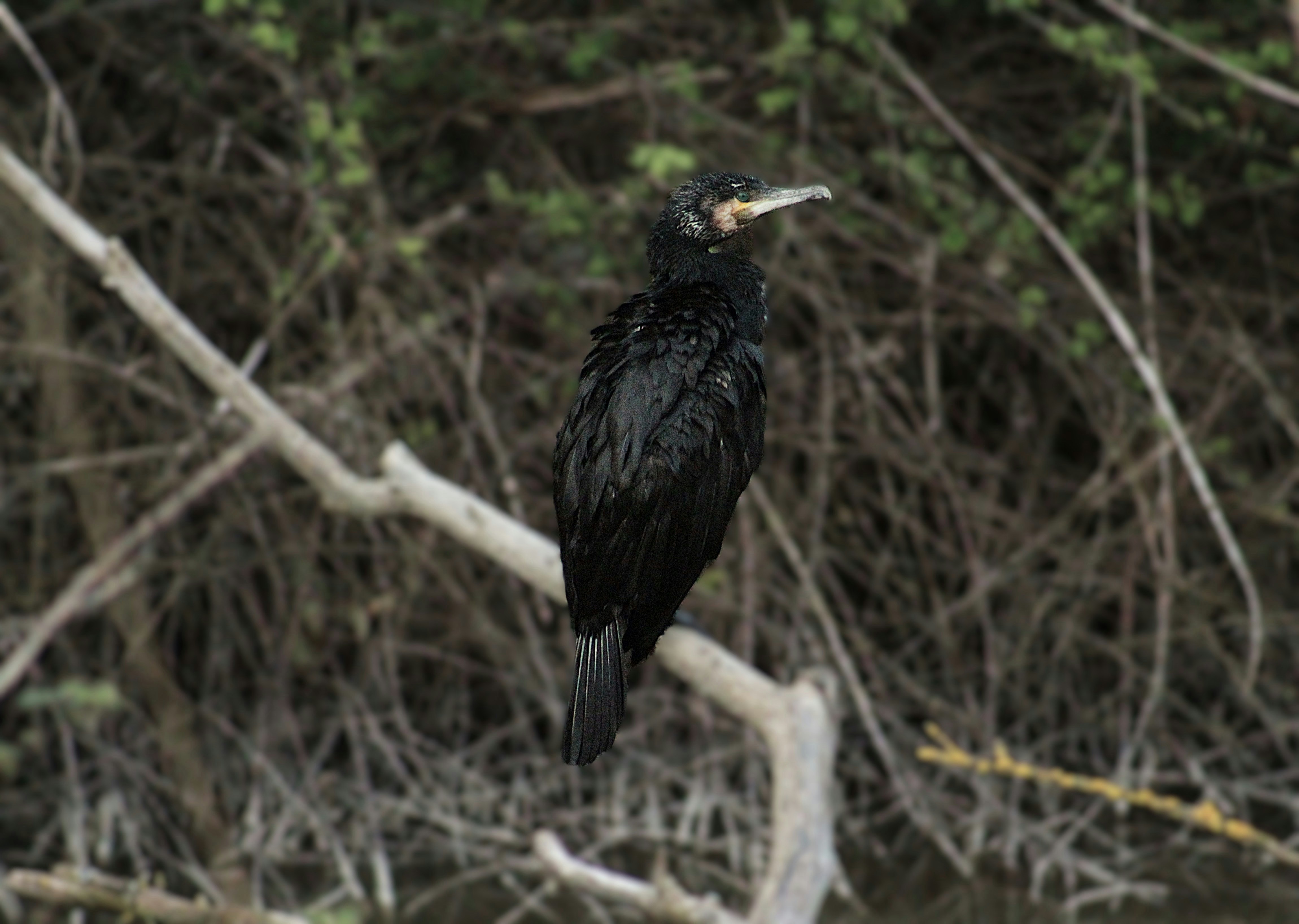 Silent Sentinel of the Marsh