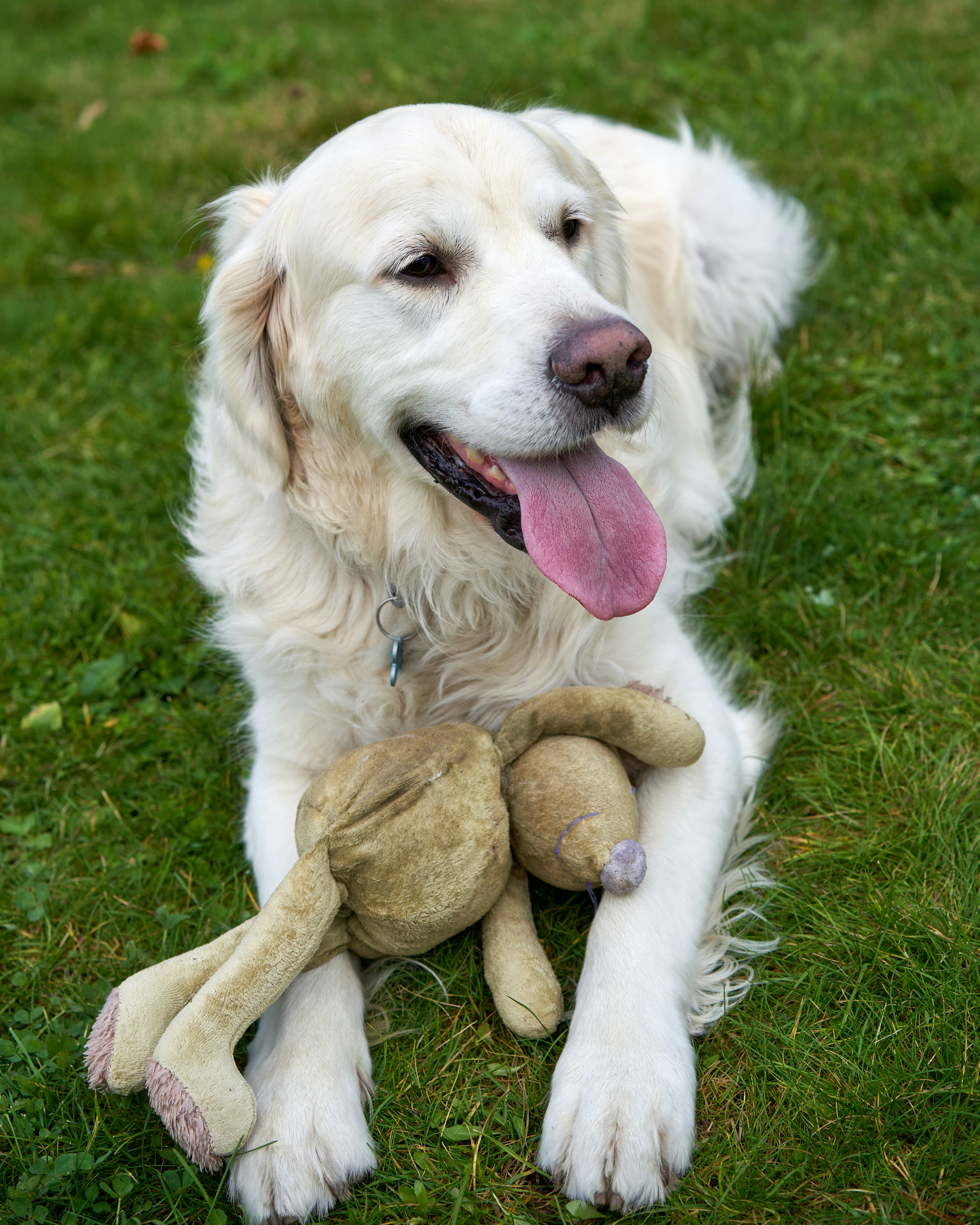 Golden retriever lounging on grass with a cherished stuffed toy, tongue out in a relaxed pose.