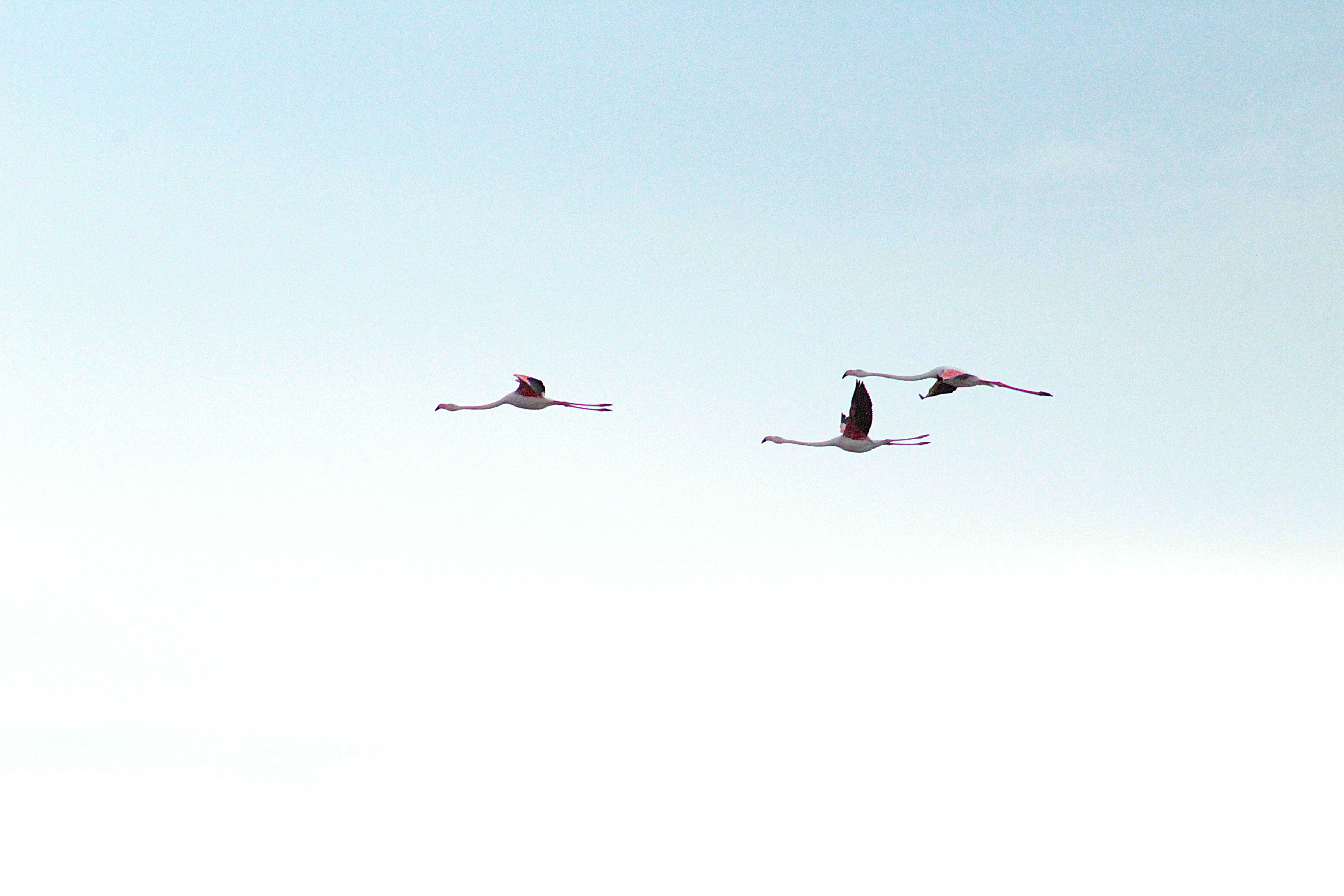 Three flamingos flying in a clear sky
