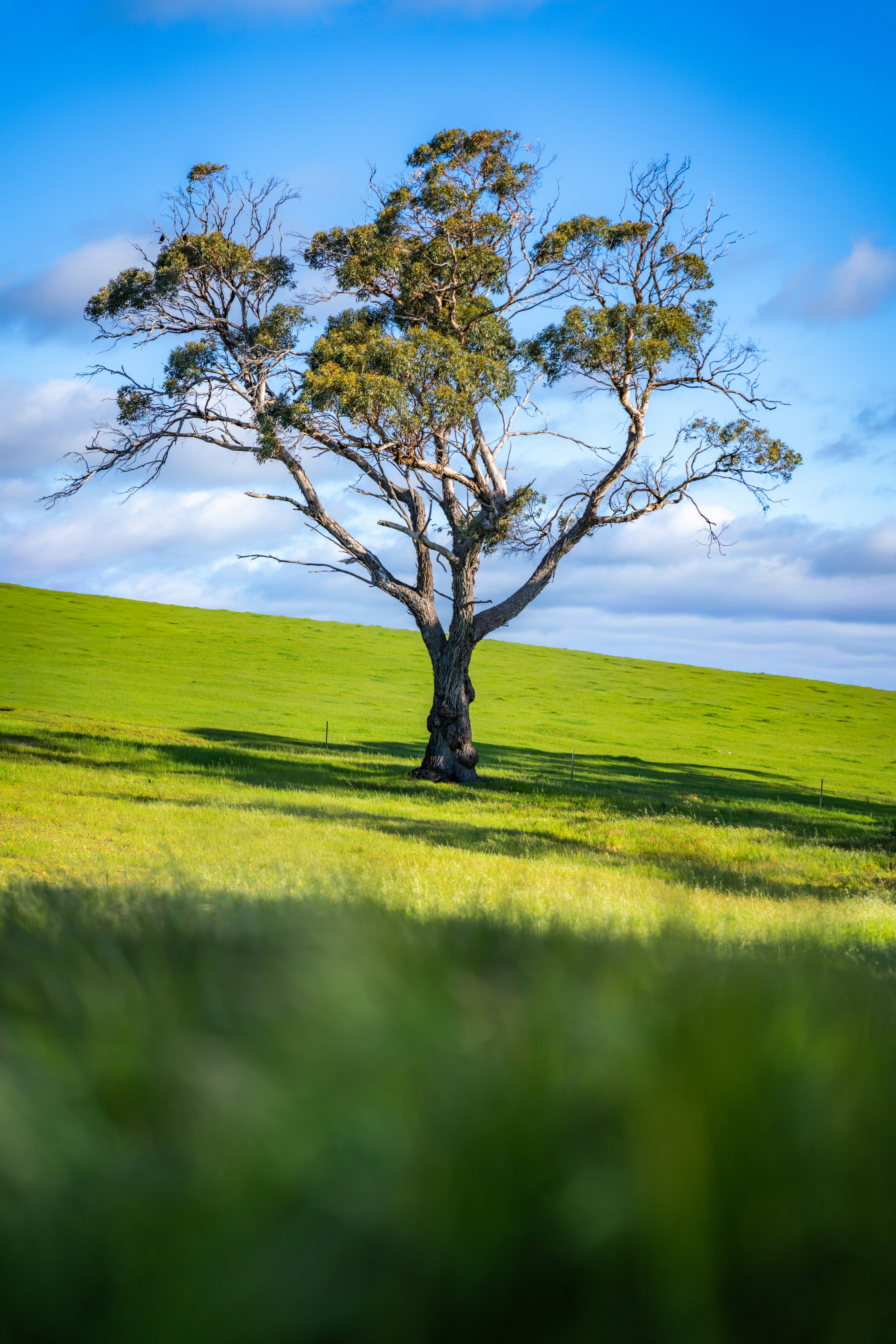 A lone tree stands on a green grassy hill.