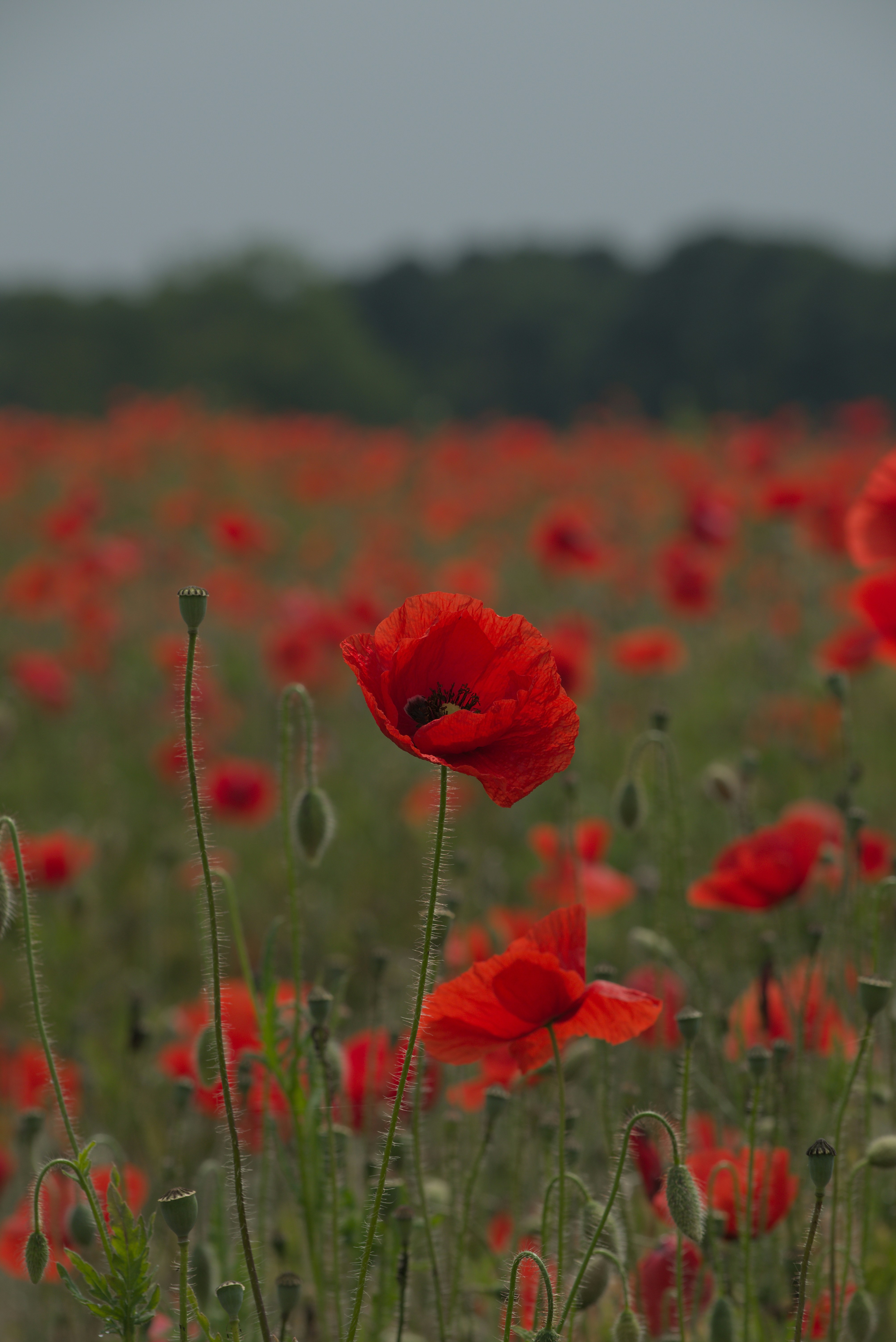 Campo di tulipani - Monza e Brianza | Field of vibrant red poppies under a cloudy sky