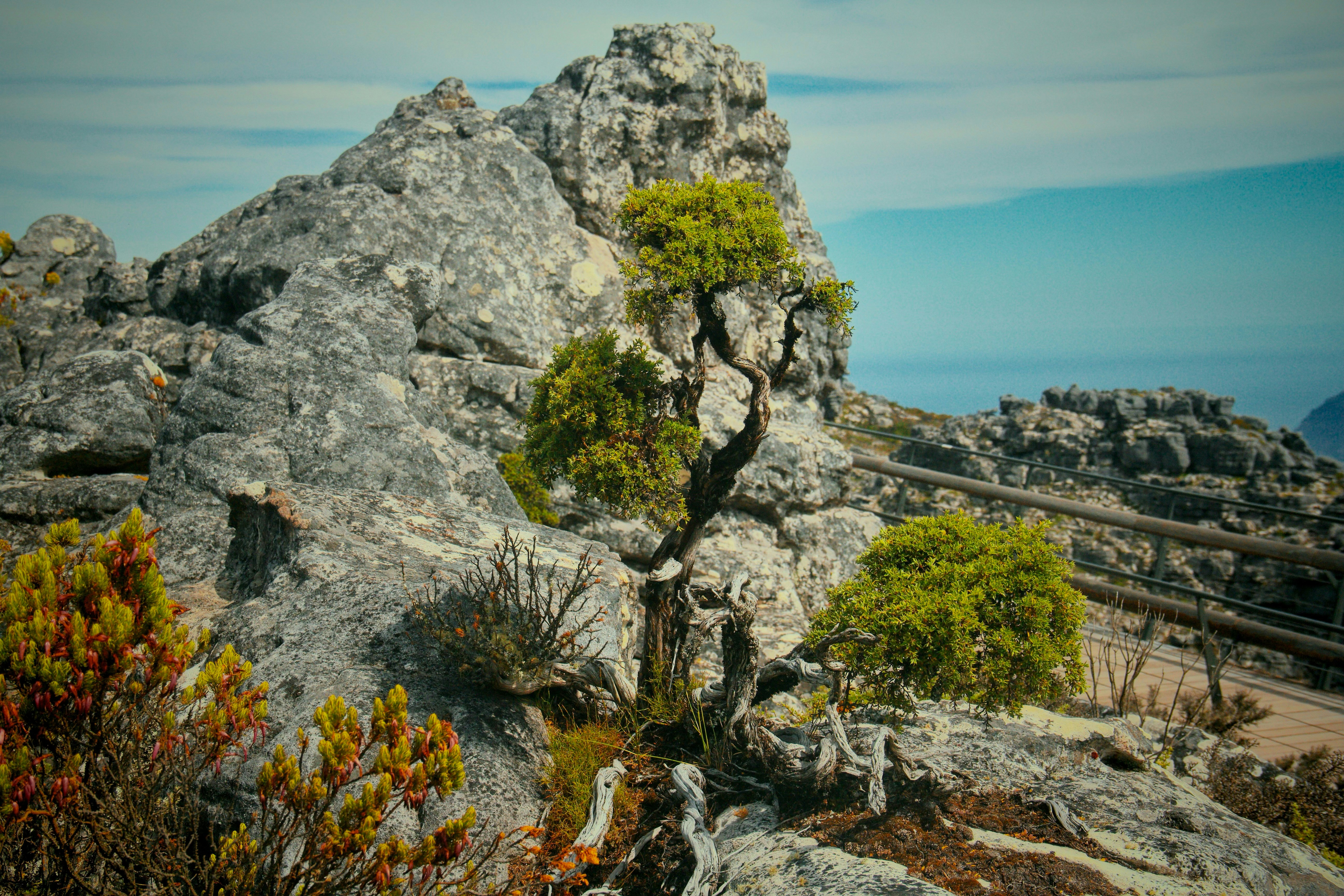 Twisted tree clings to rocky terrain, showcasing nature's adaptability in a rugged landscape. The backdrop features distant mountains and a serene sky.