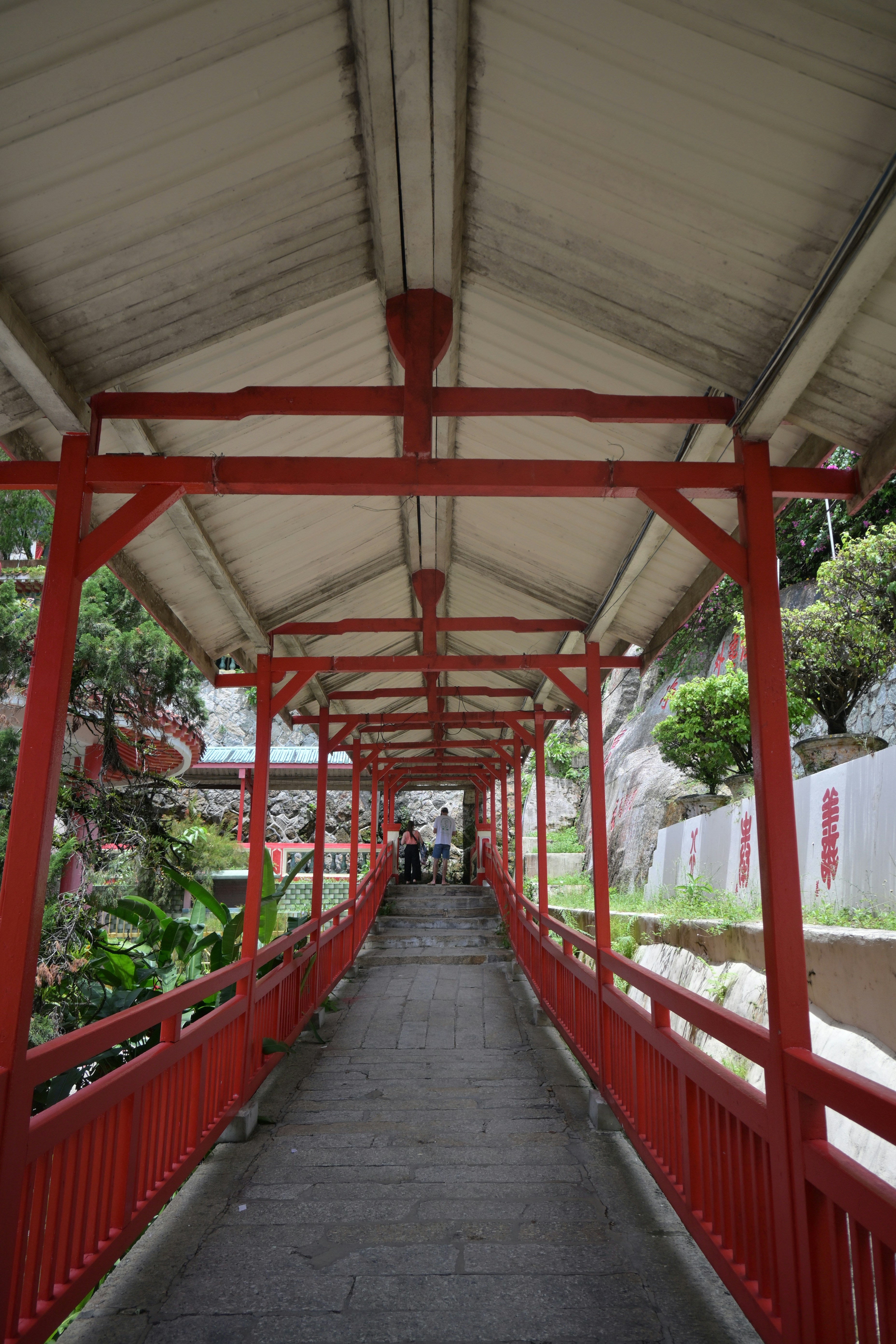 Pathway of Tranquility: A Journey Beneath the Canopy