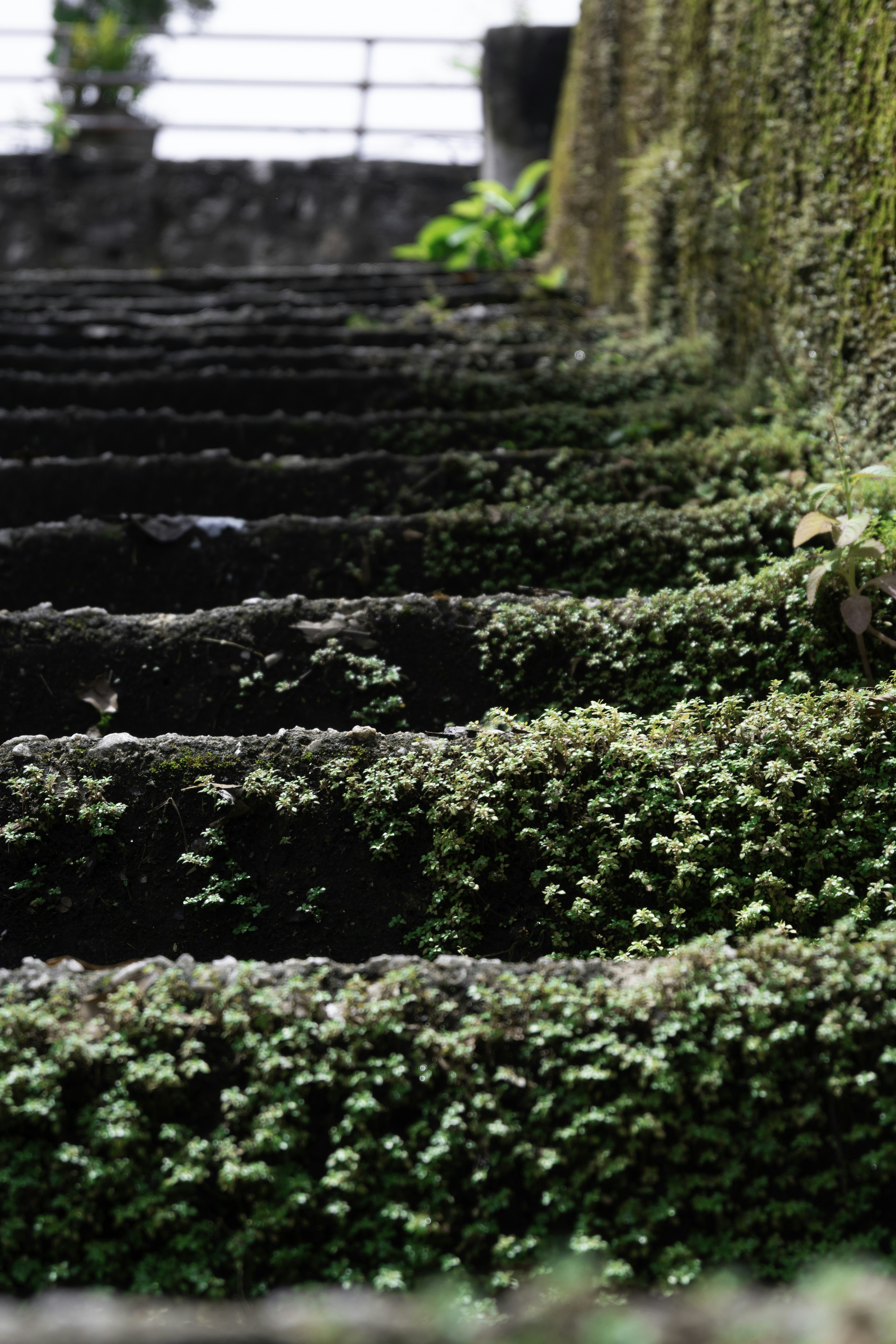 Moss-covered stone steps leading upward, surrounded by lush greenery and soft light filtering through. The scene evokes a sense of tranquility and nature's reclamation.