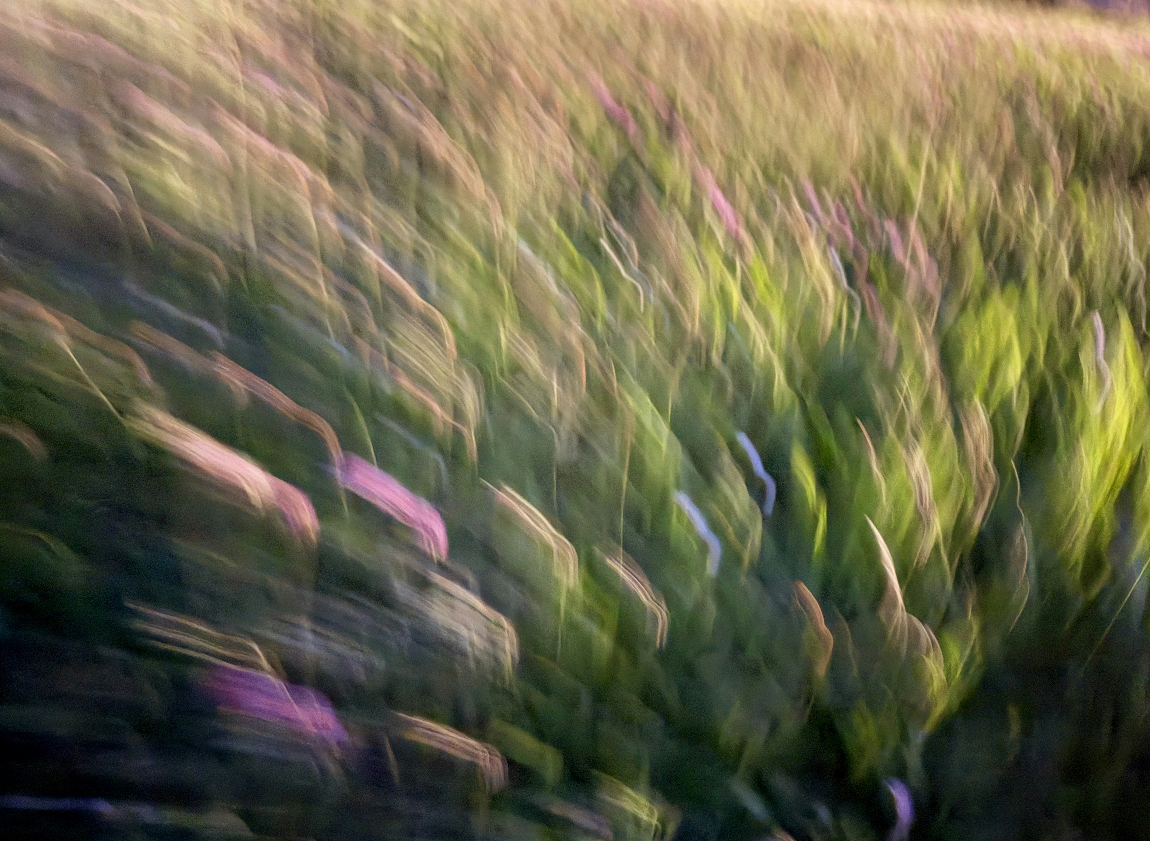 Whispers of a Meadow in MotionAndreas Fickl