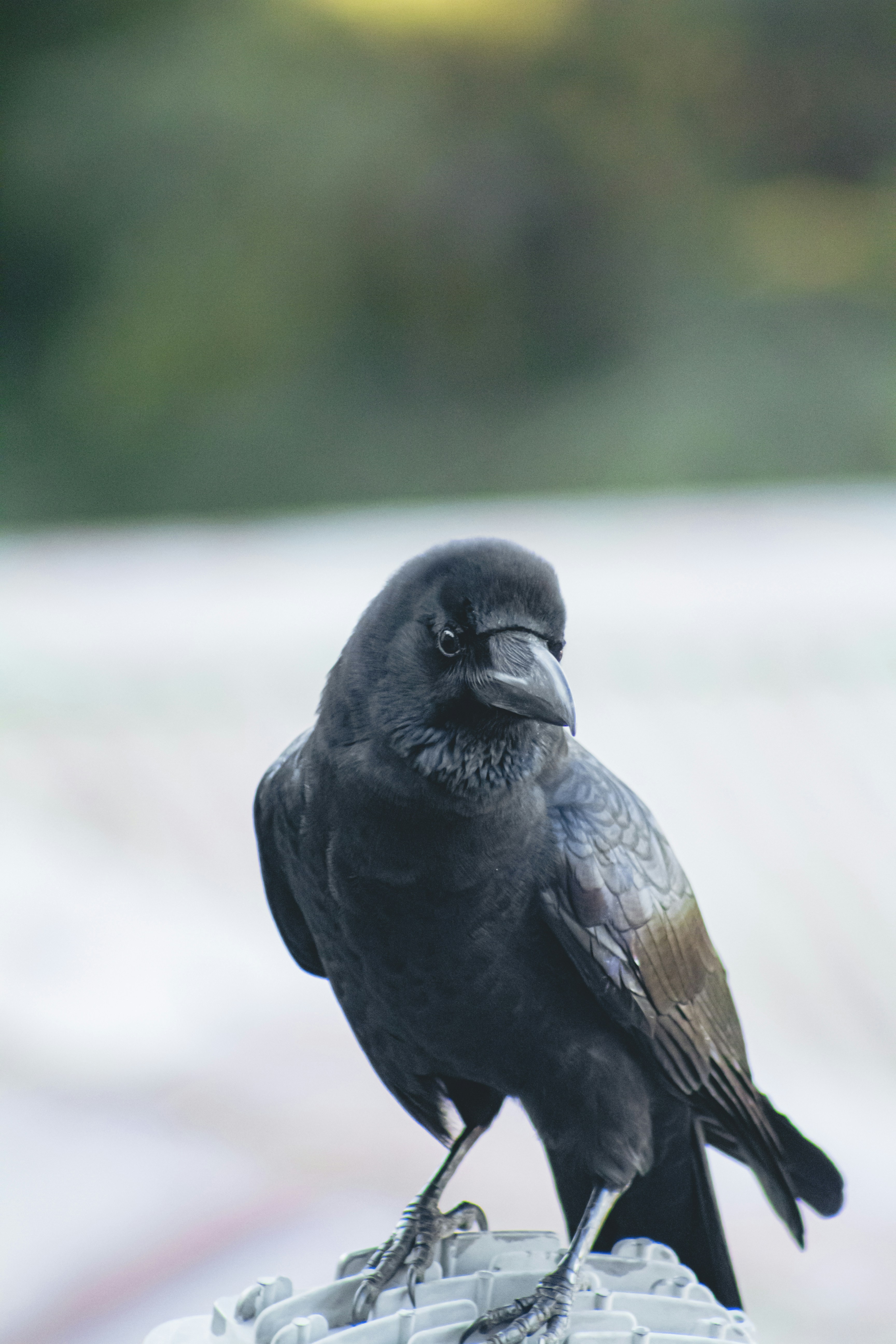The Curious Observer