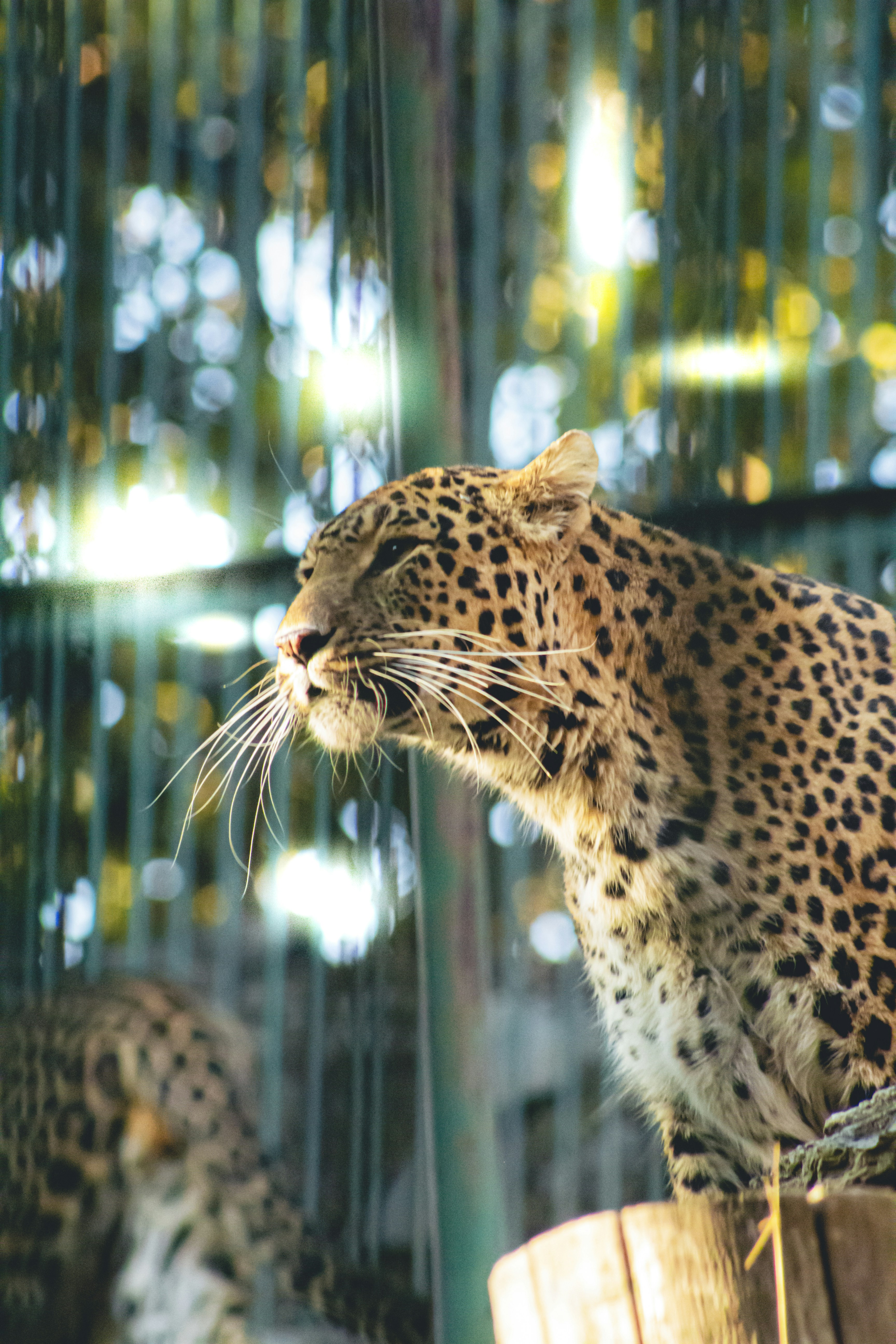 Whiskers of the Wild: A Leopard's Contemplation
