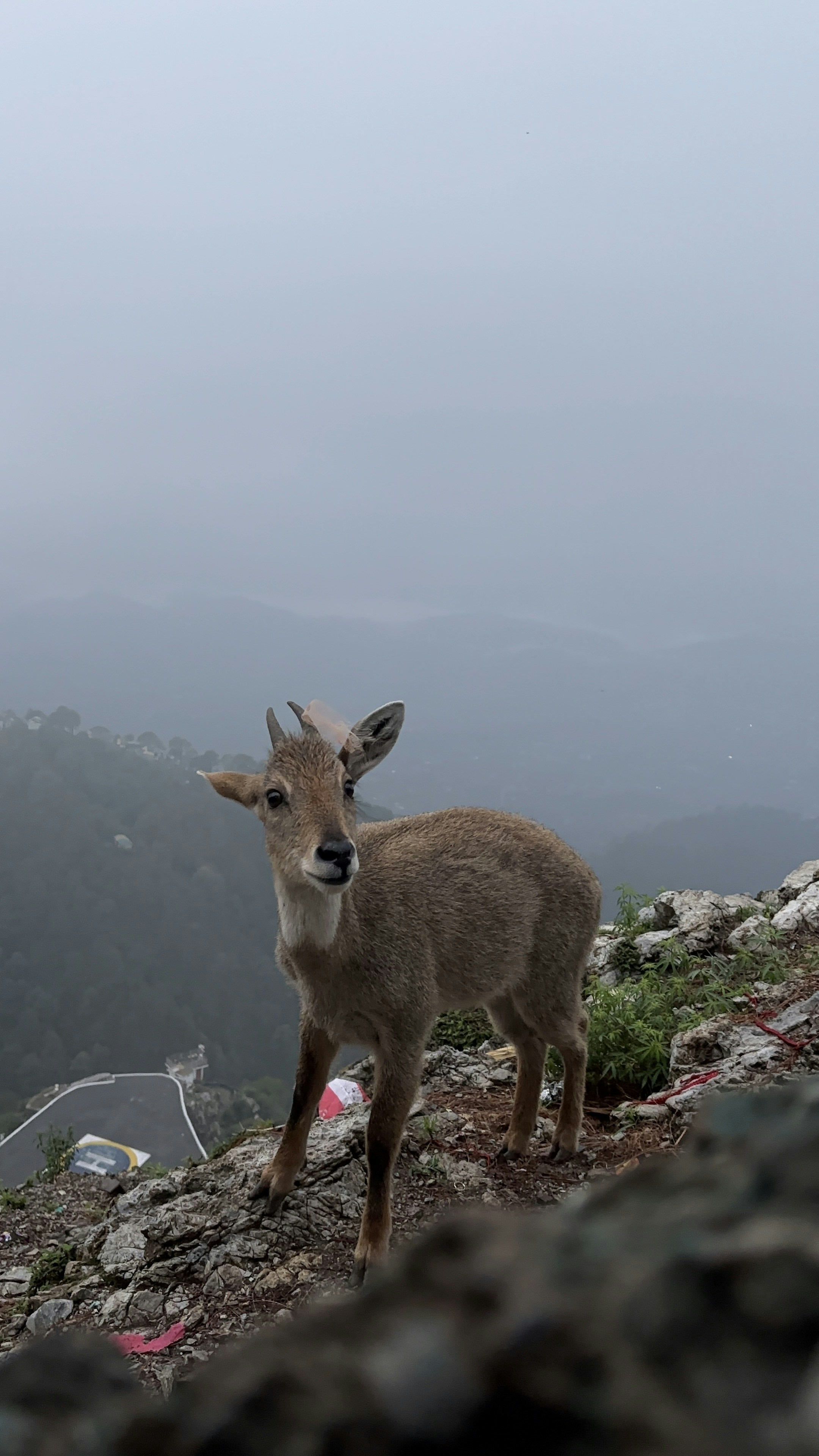 Cliffside Encounter: A Young Deer in Misty Mountain Air