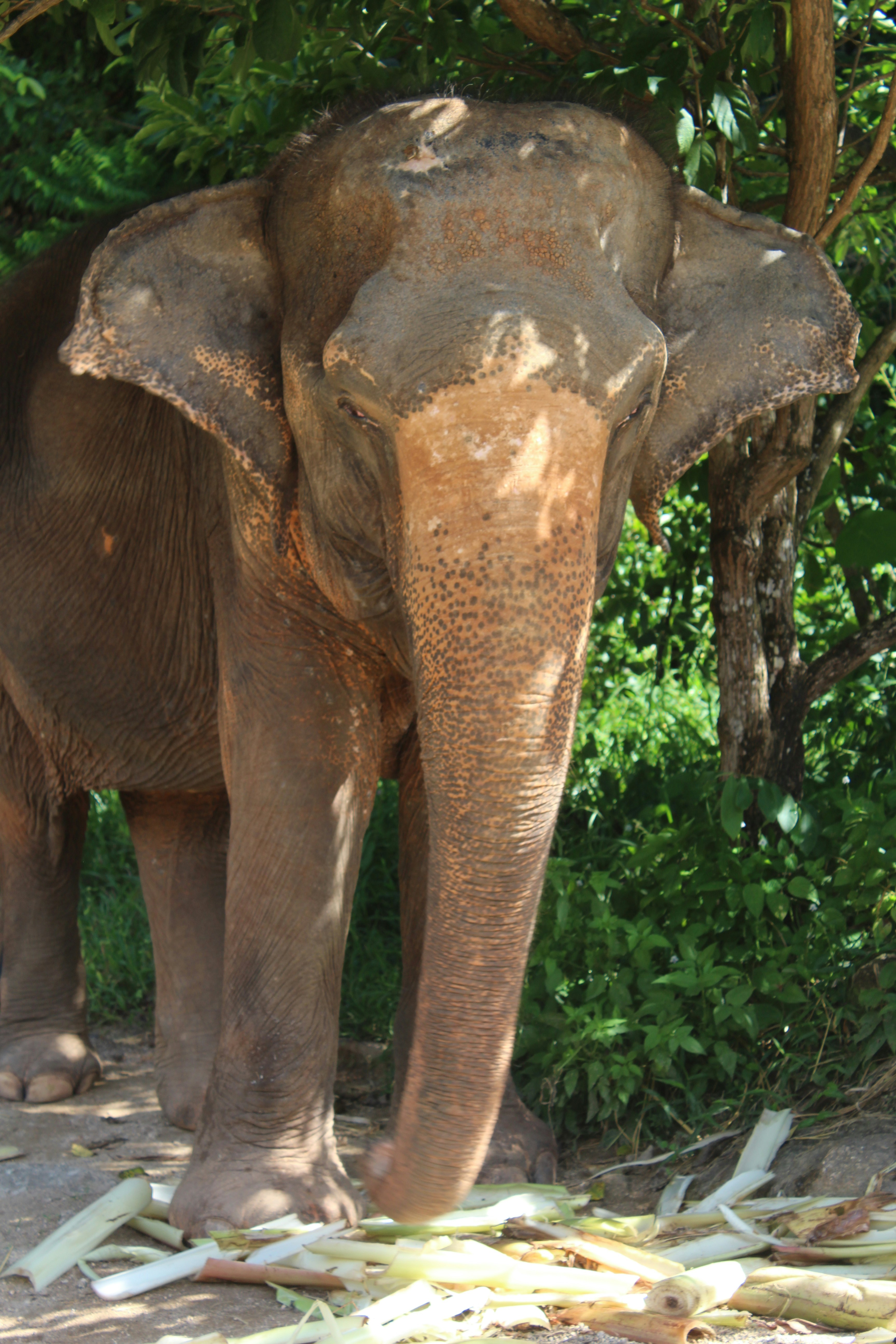 An elephant stands eating leaves in a forest.