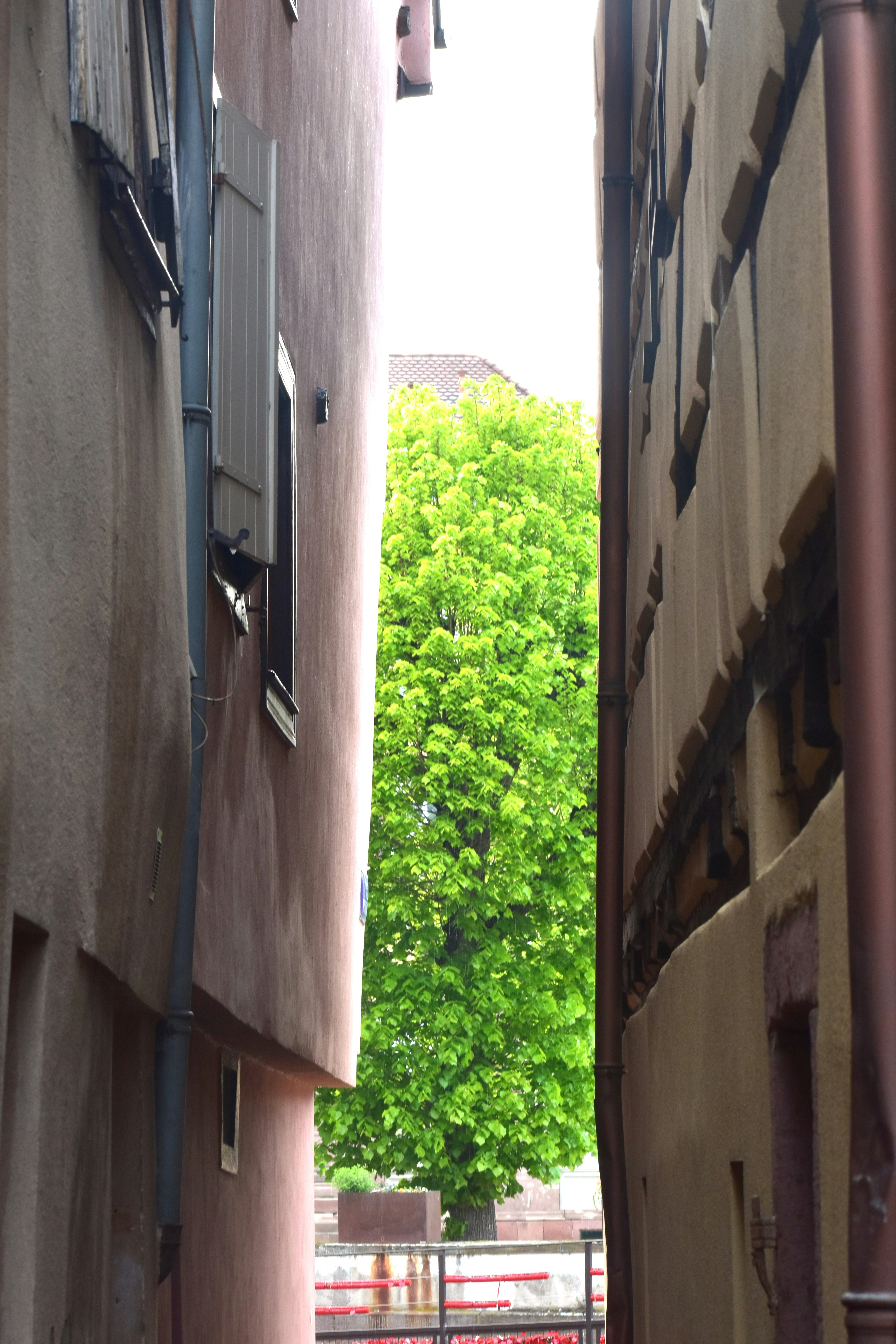 A Glimpse of Nature Amidst Urban Walls