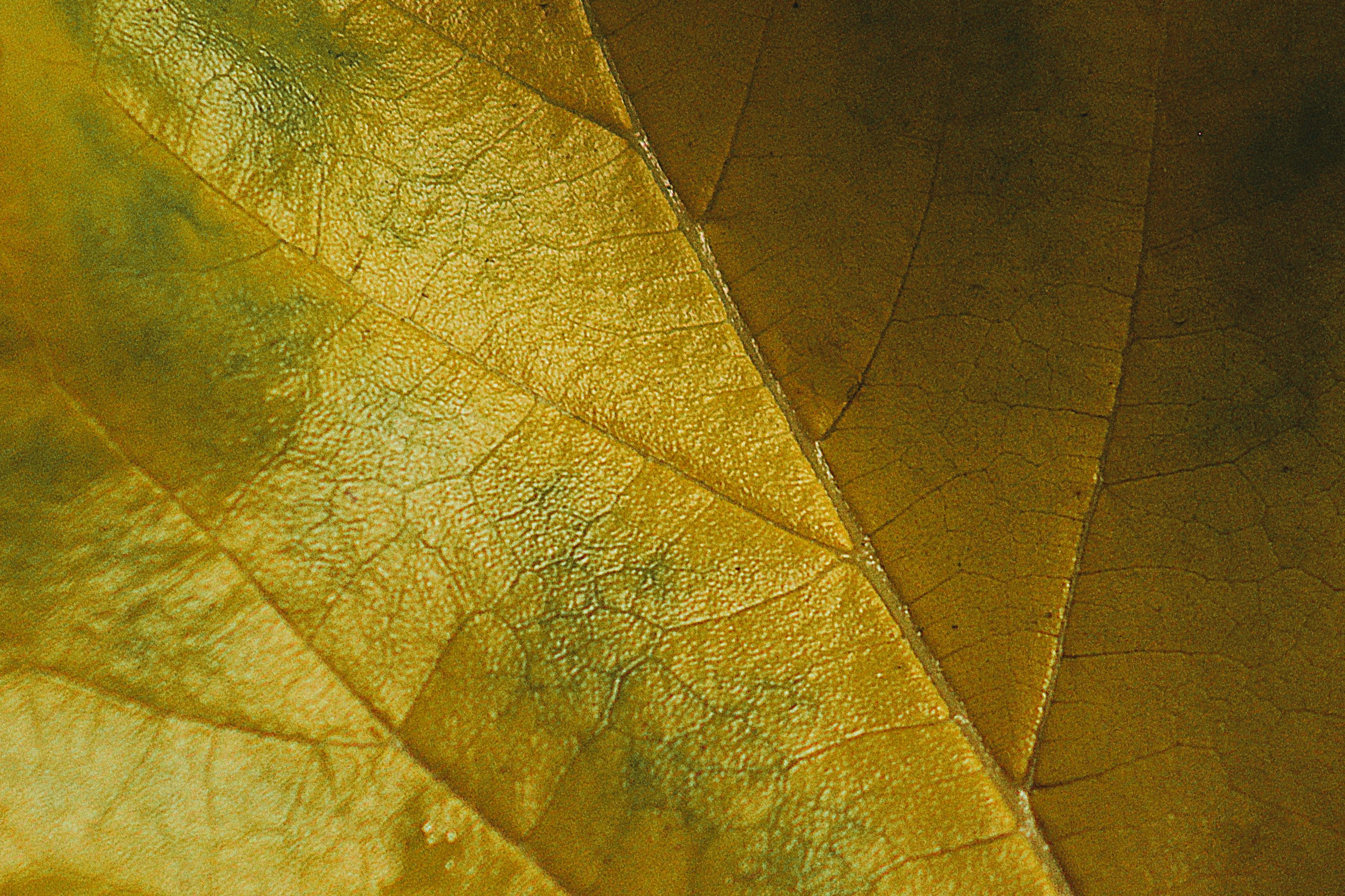 Close-up of a yellow and green leaf vein pattern