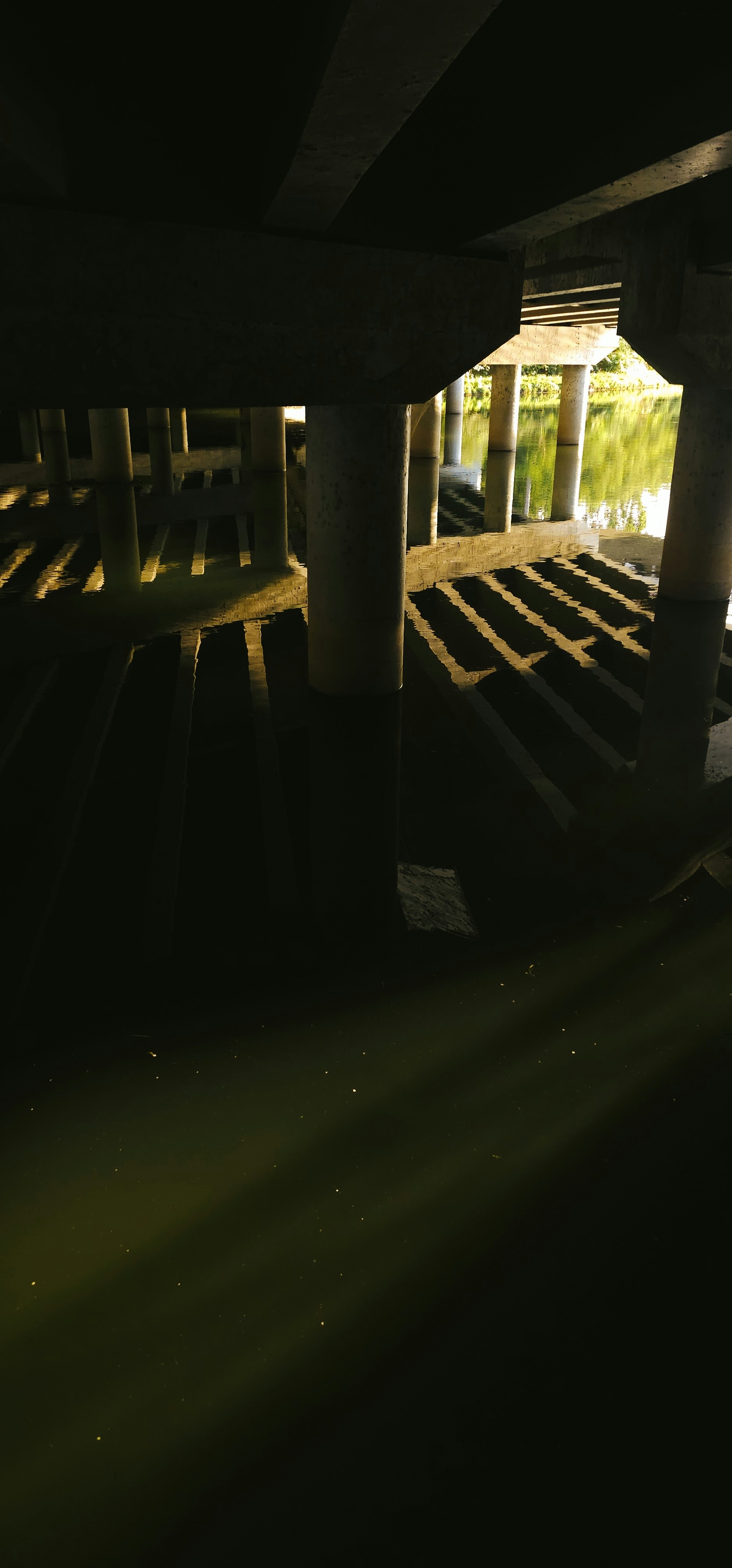 Underneath the Canopy: A Dance of Shadows and Light