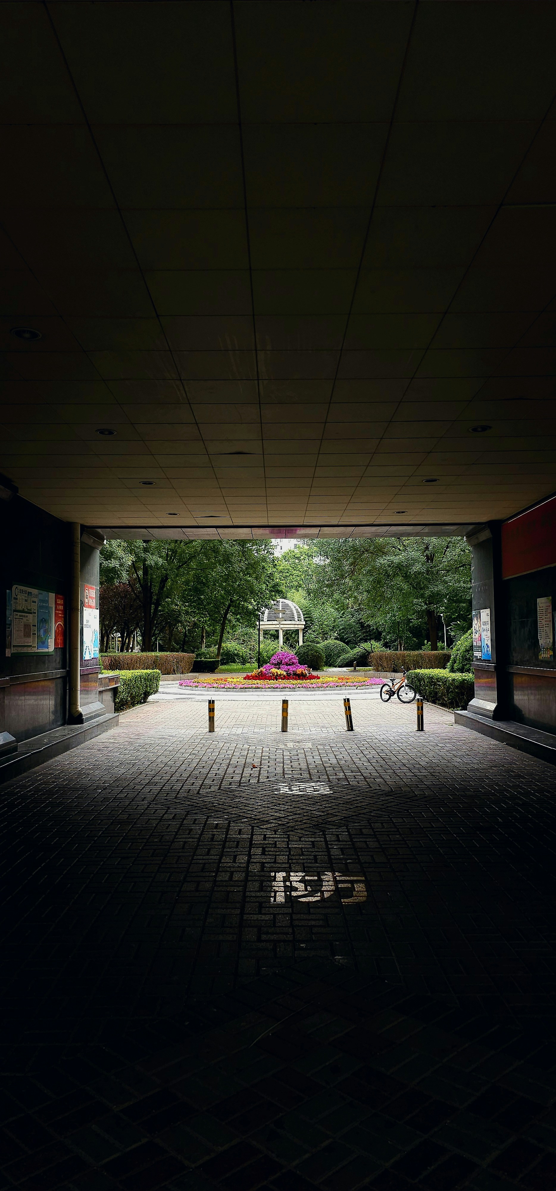 Framed Bloom: A Quiet Garden Beyond the Tunnel