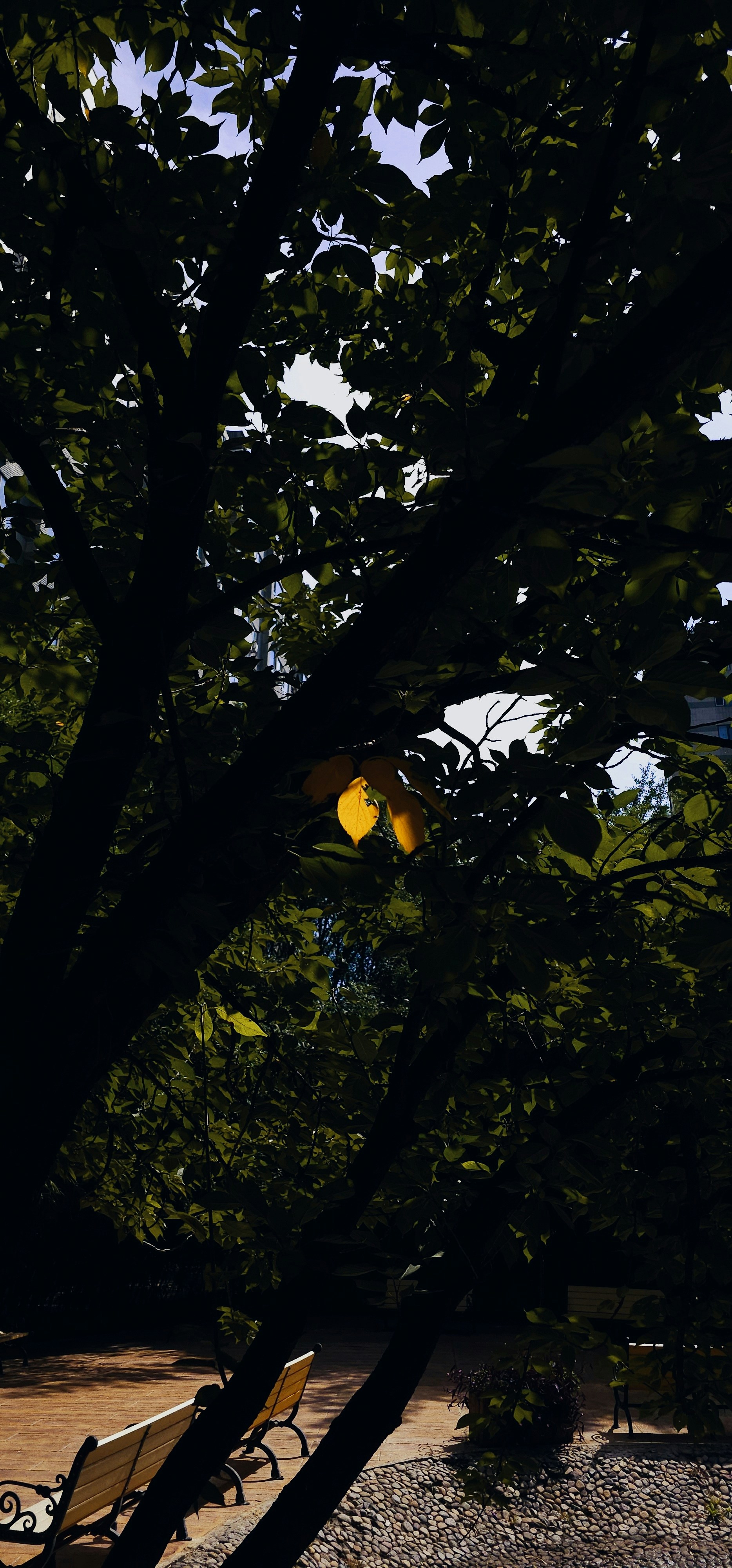 A Glimpse of Autumn Amidst the Shadows