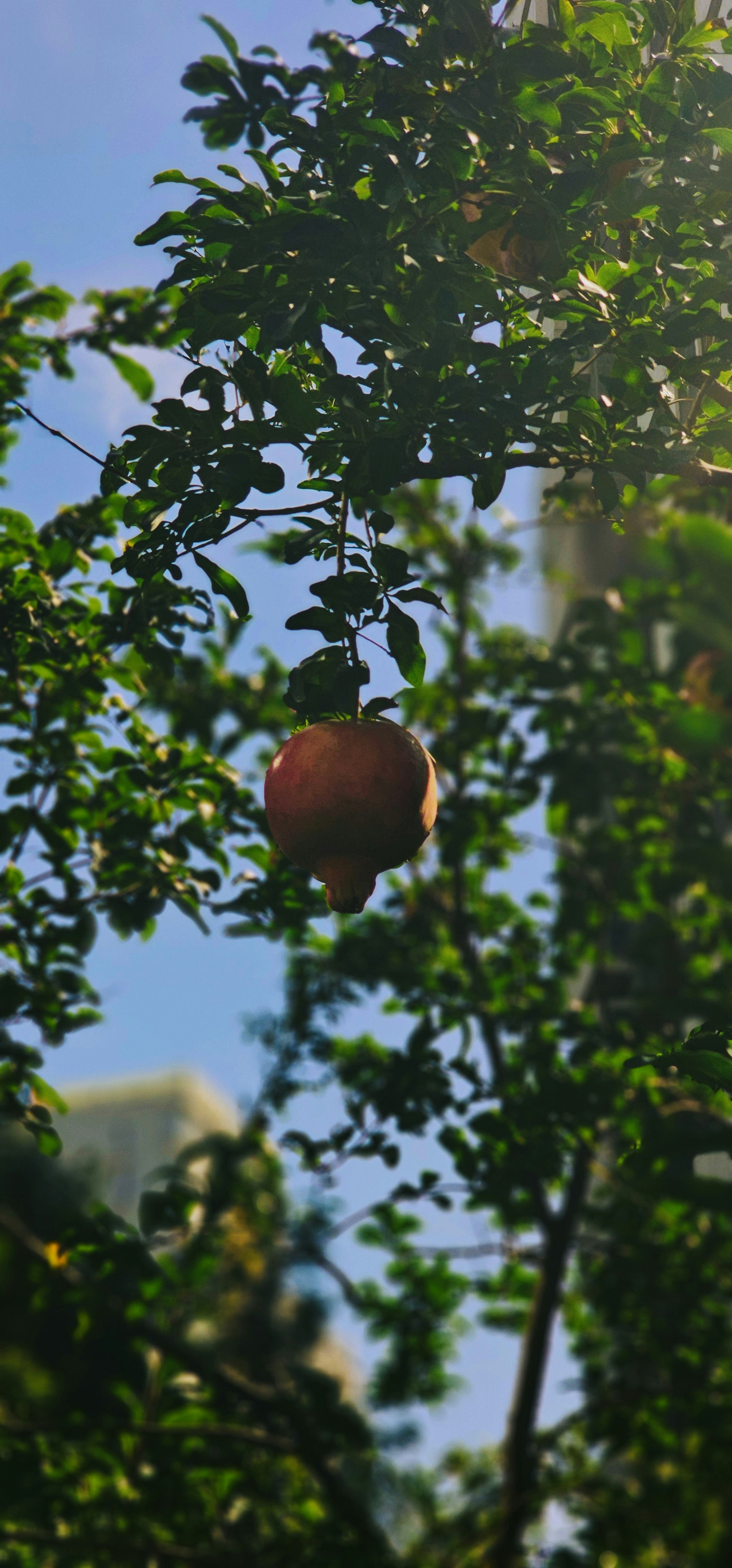 The Jewel of Nature: A Pomegranate's Solitary Splendor