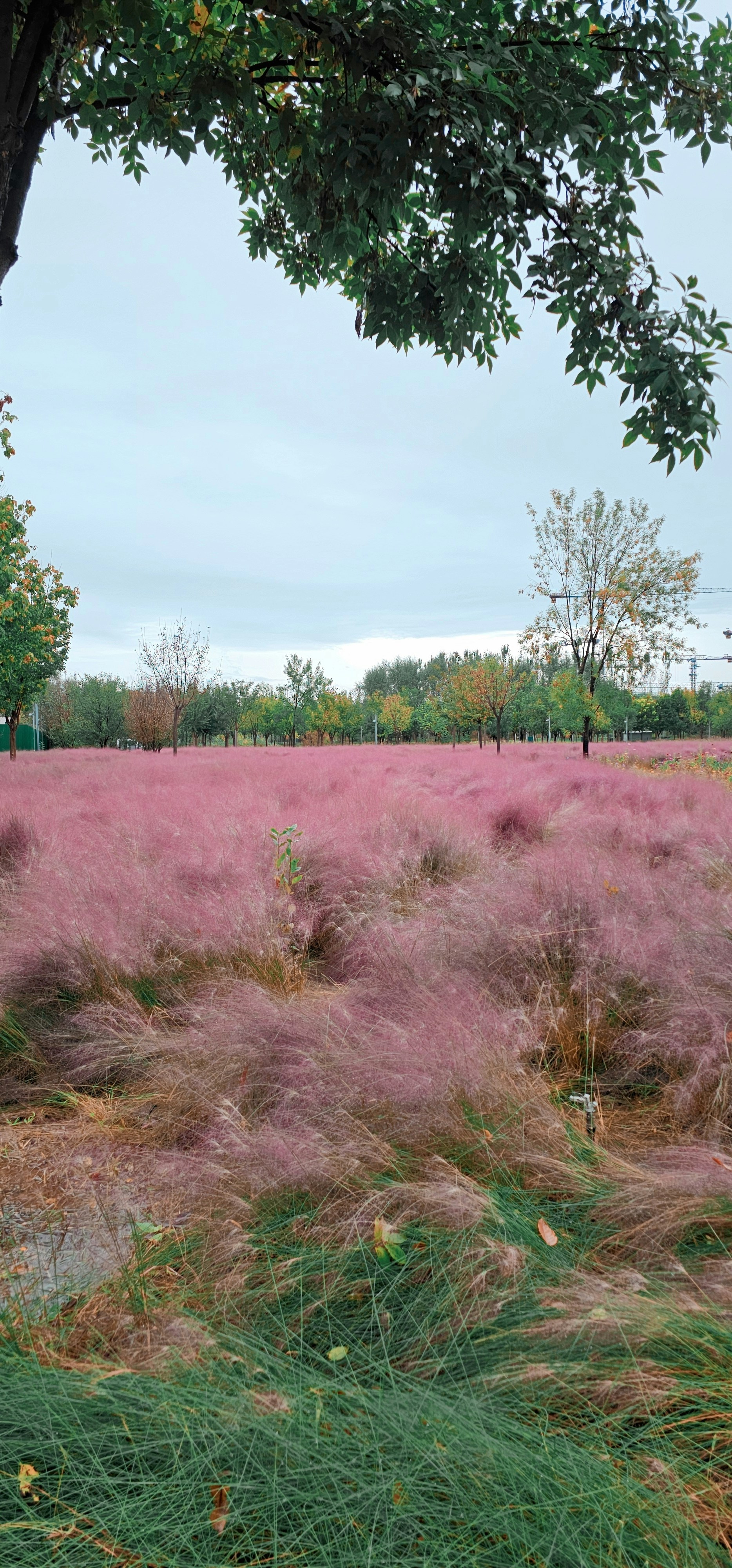 Vibrant pink grasses sway gently in a tranquil park, framed by lush greenery and a cloudy sky. Nature's palette creates a peaceful ambiance.