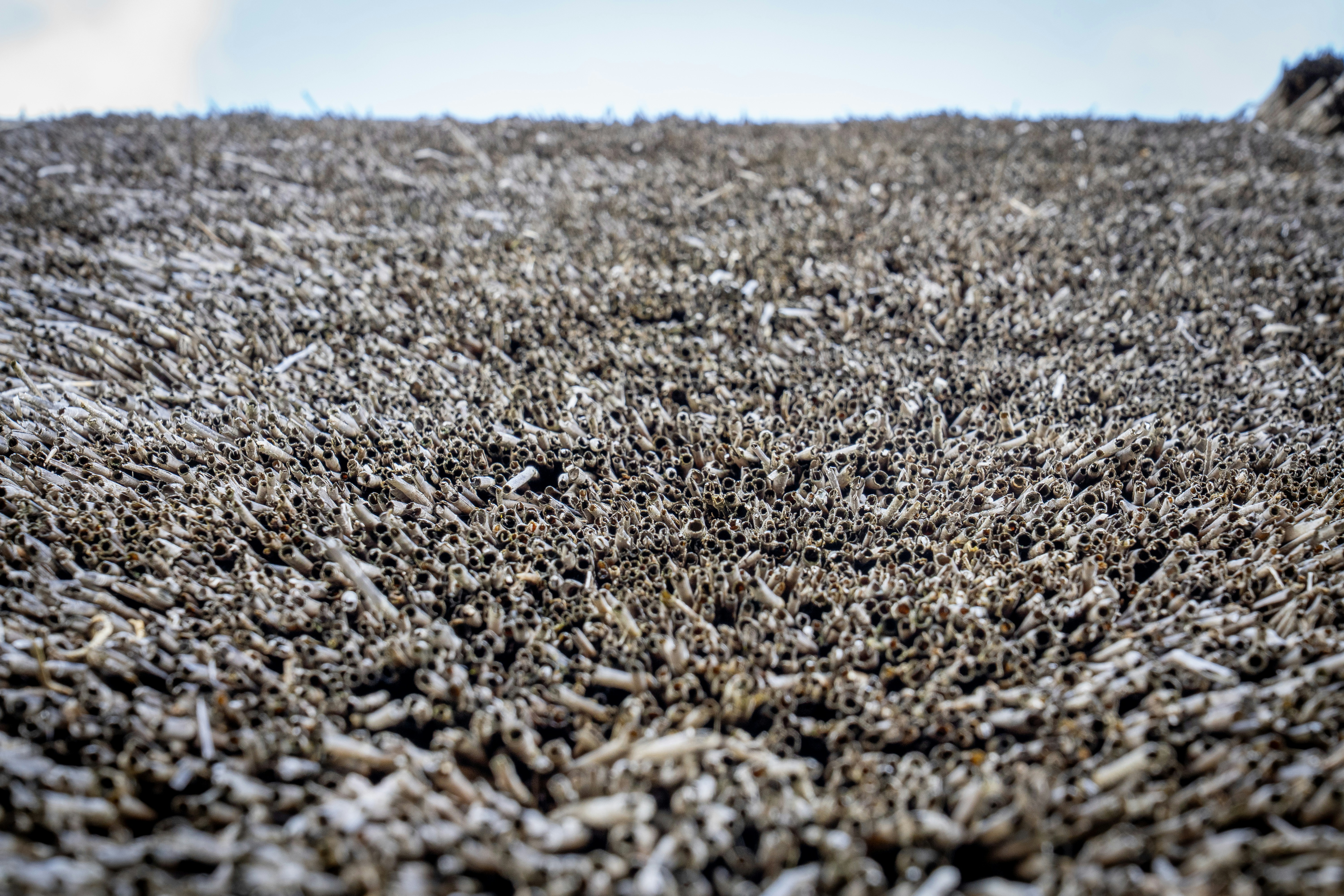 Nature's Intricate Tapestry of Texture