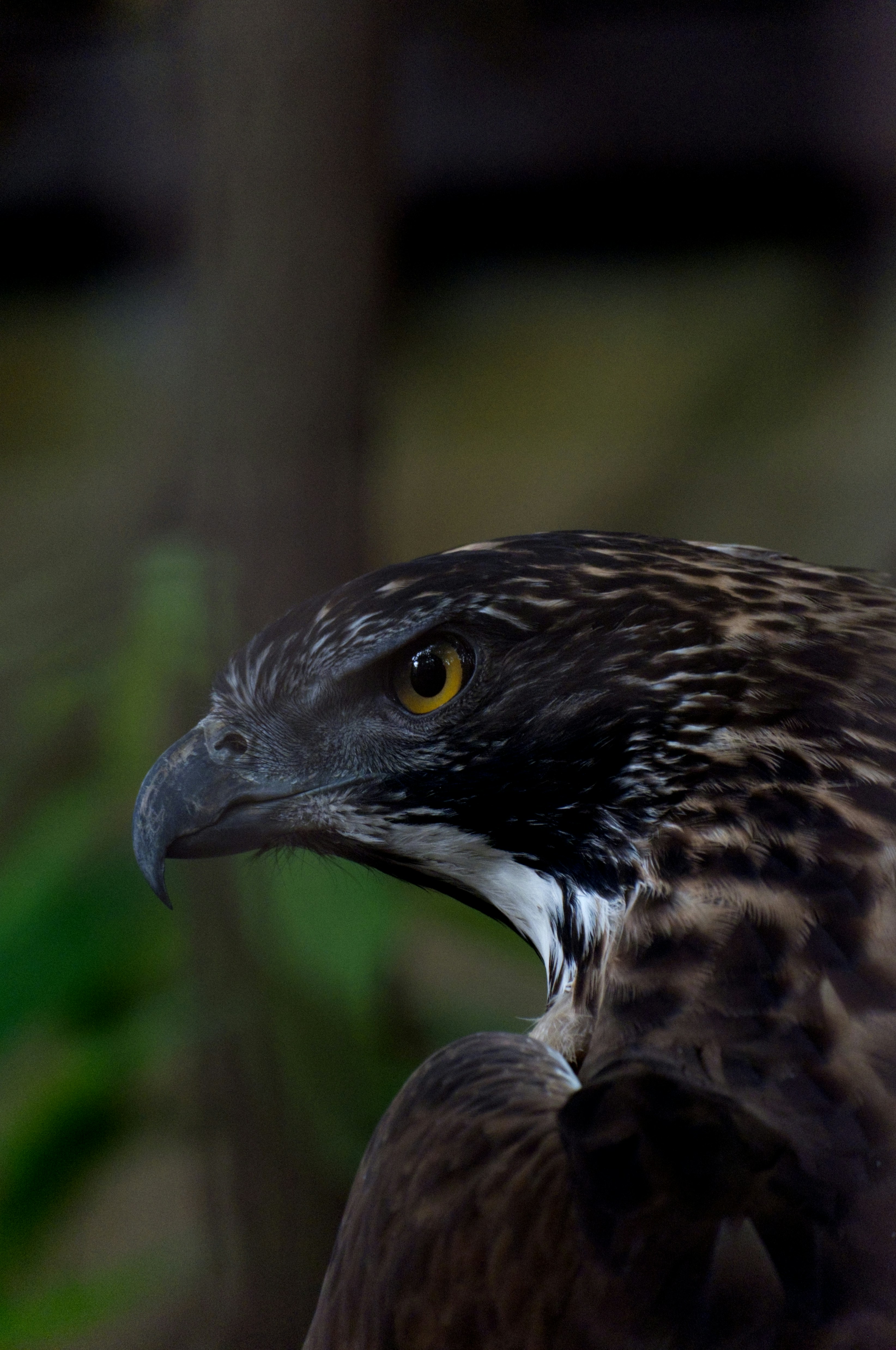 The Watchful Gaze of the Raptor
