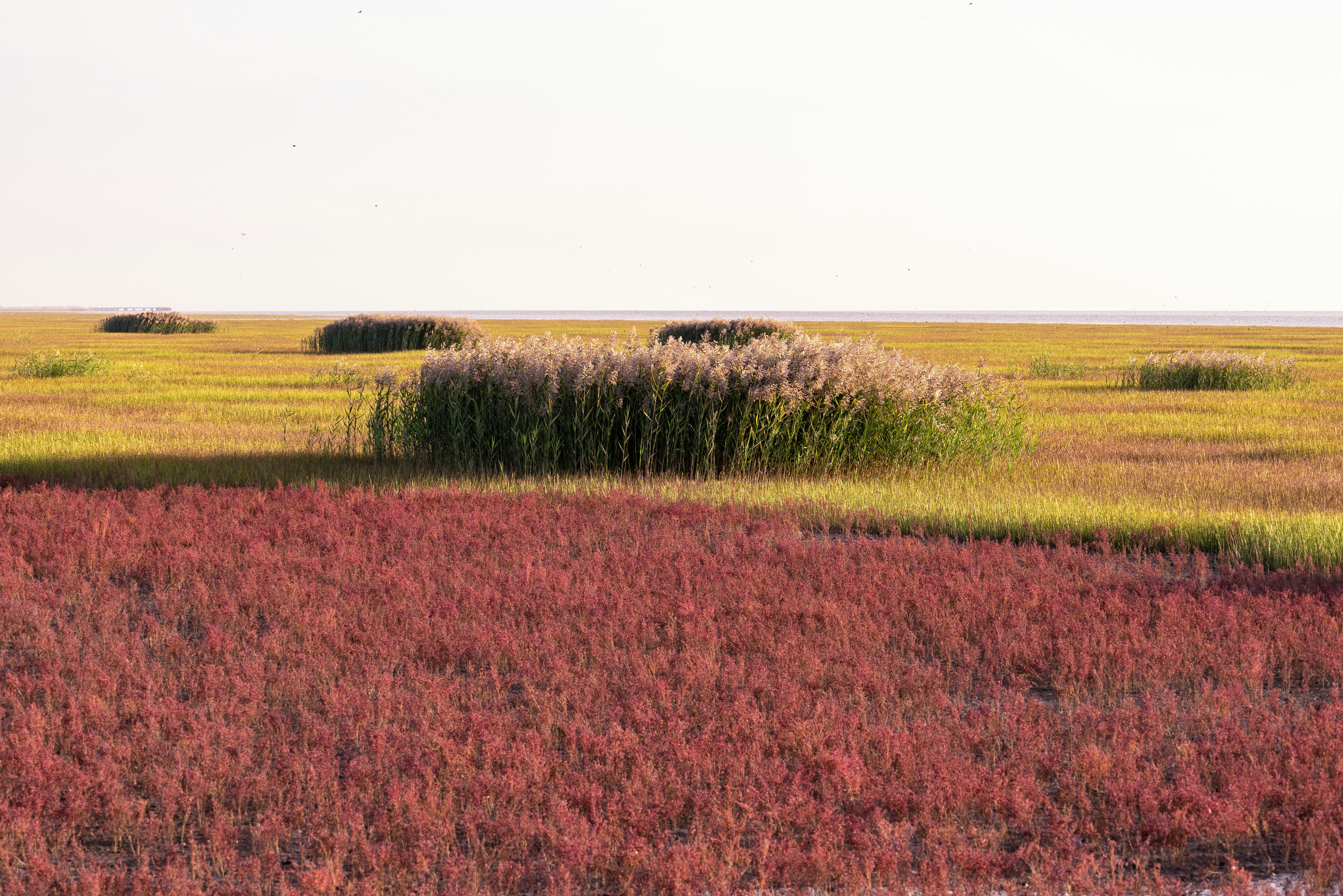 Red and yellow marsh plants under a bright sky