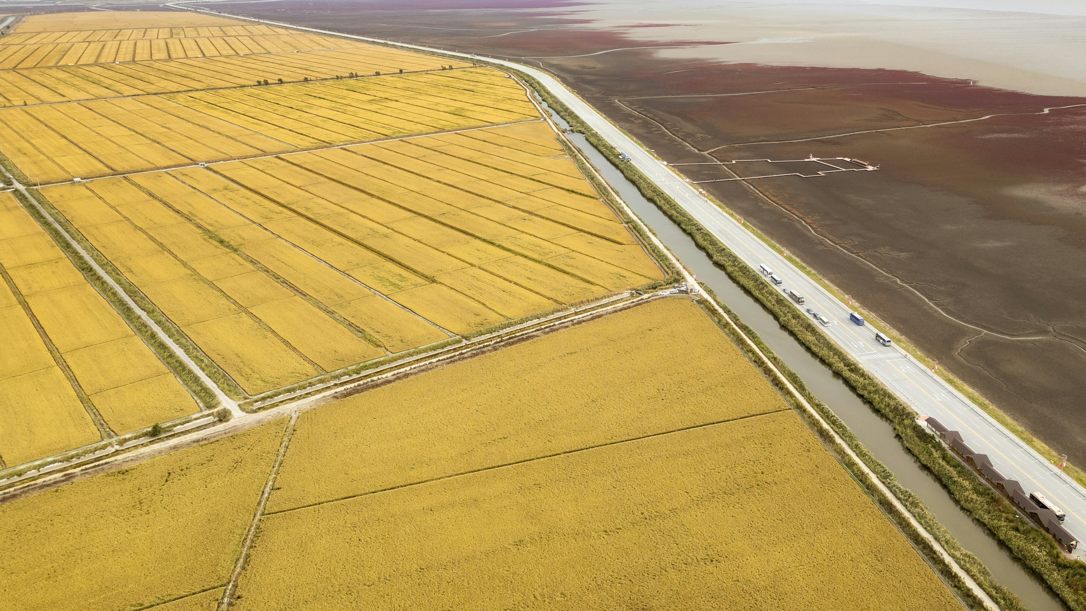 Golden Grains and Serene Waters: A Landscape Harmony