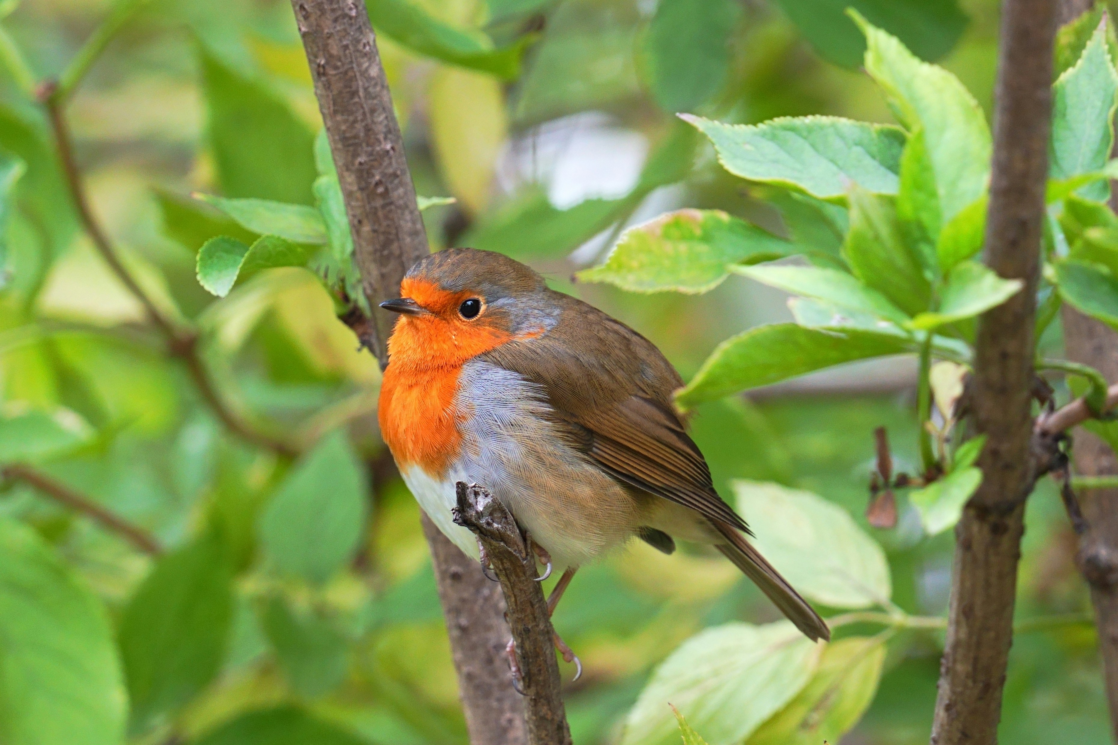 A robin perched on a tree branch photo – Free Bird Image on Unsplash