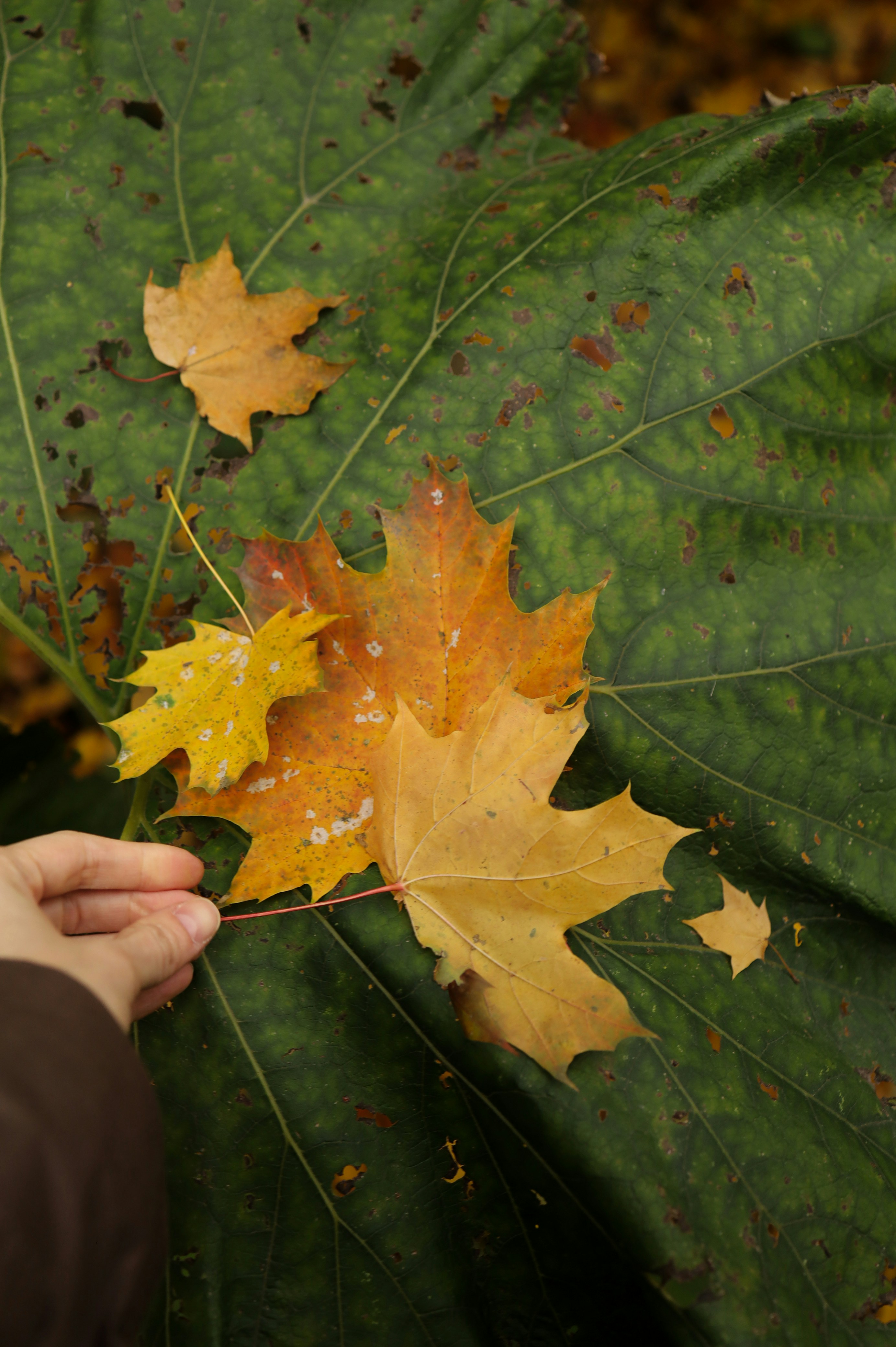 Autumn's Gentle Embrace