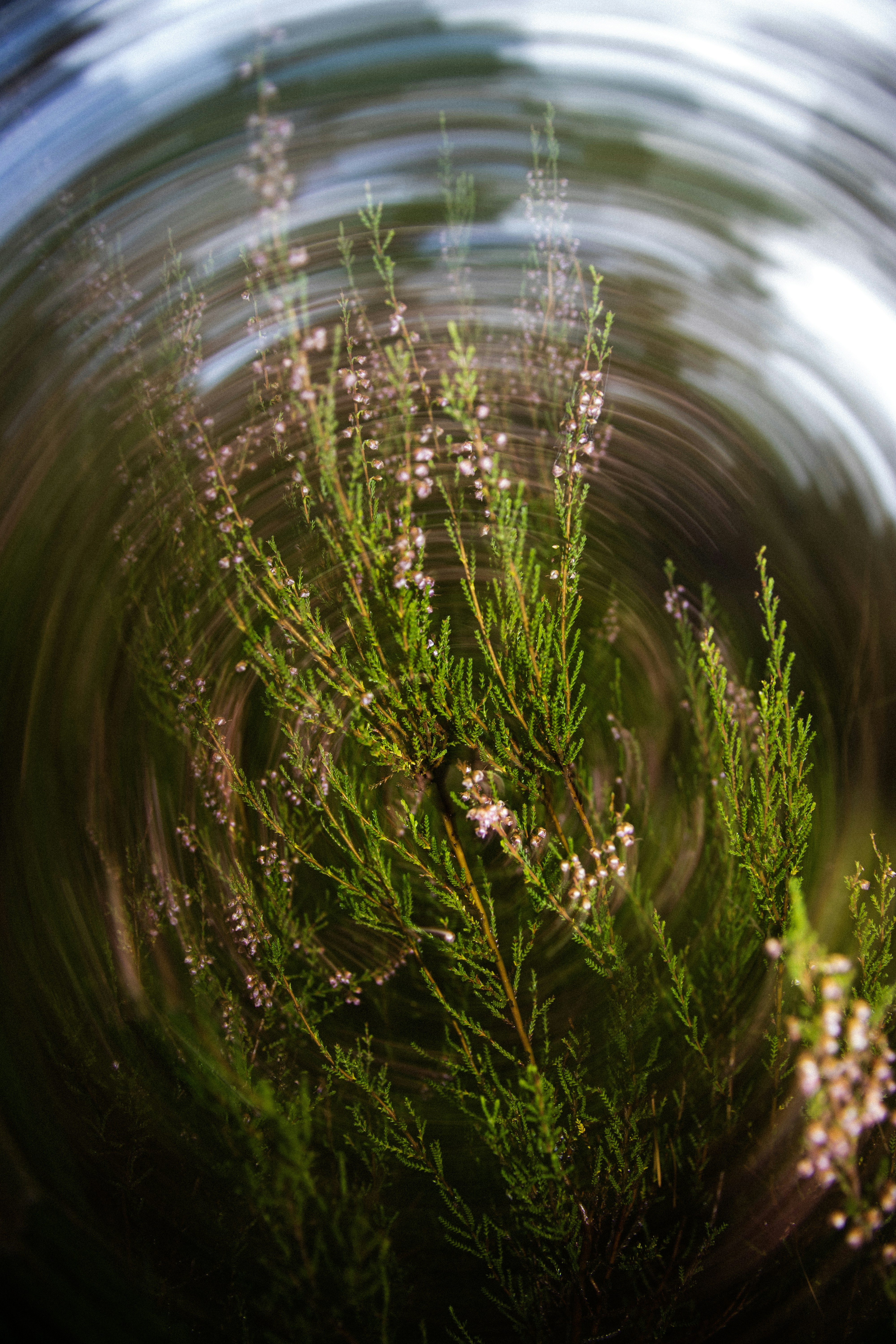 Whorled Heather: Close-Up Amid a Circular Blur